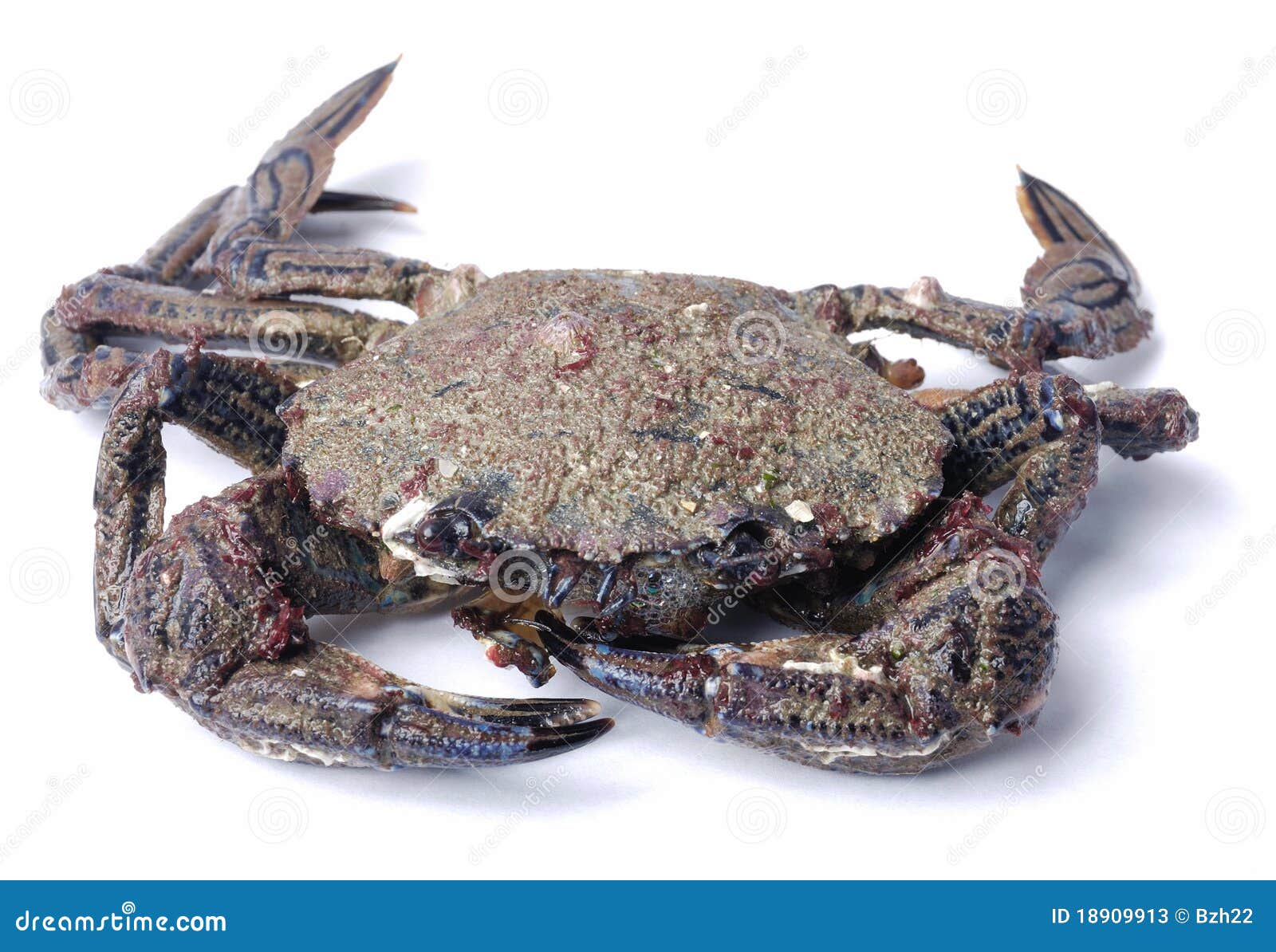 Velvet swimming crab stock image. Image of seafood, swimming - 18909913