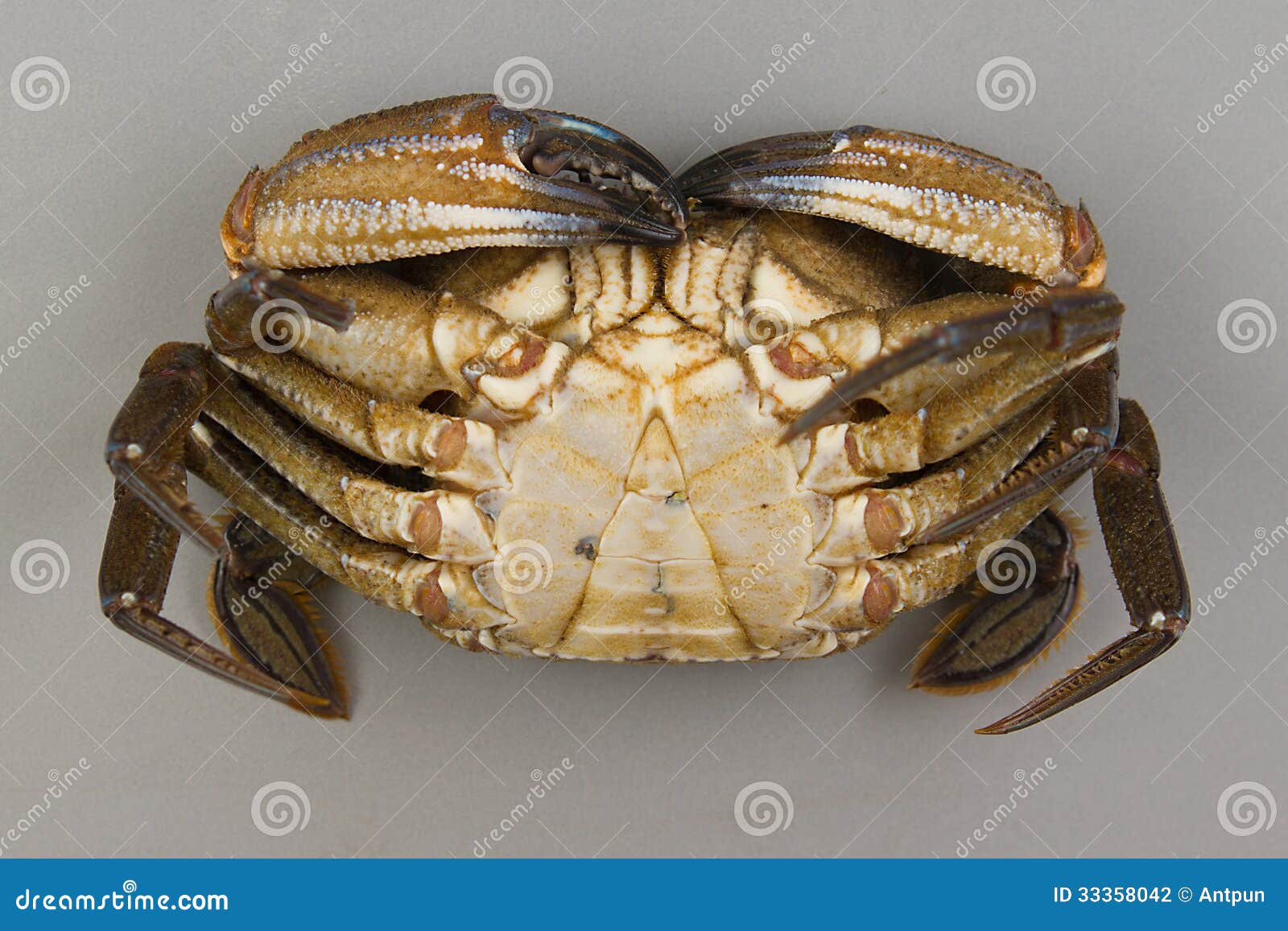 Velvet swimming crab stock photo. Image of crab, swimming - 33358042