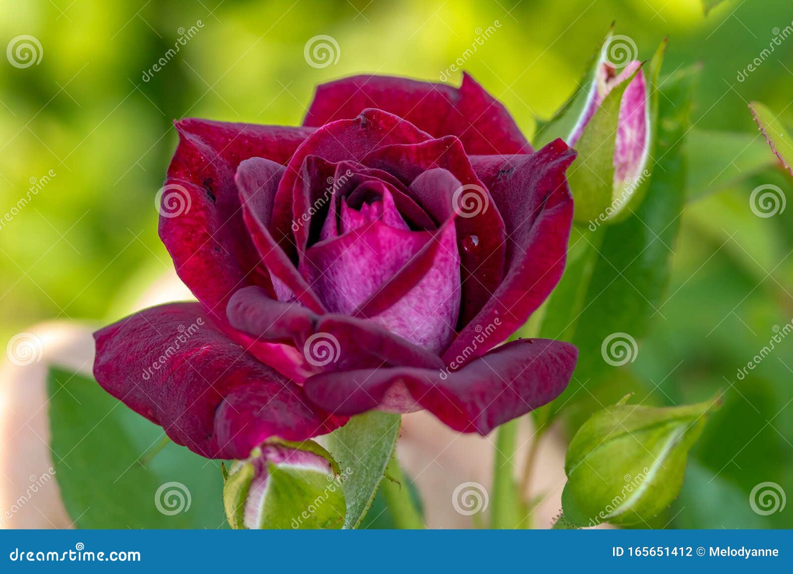 Velvety Red Rose stock photo. Image of rose, garden - 165651412