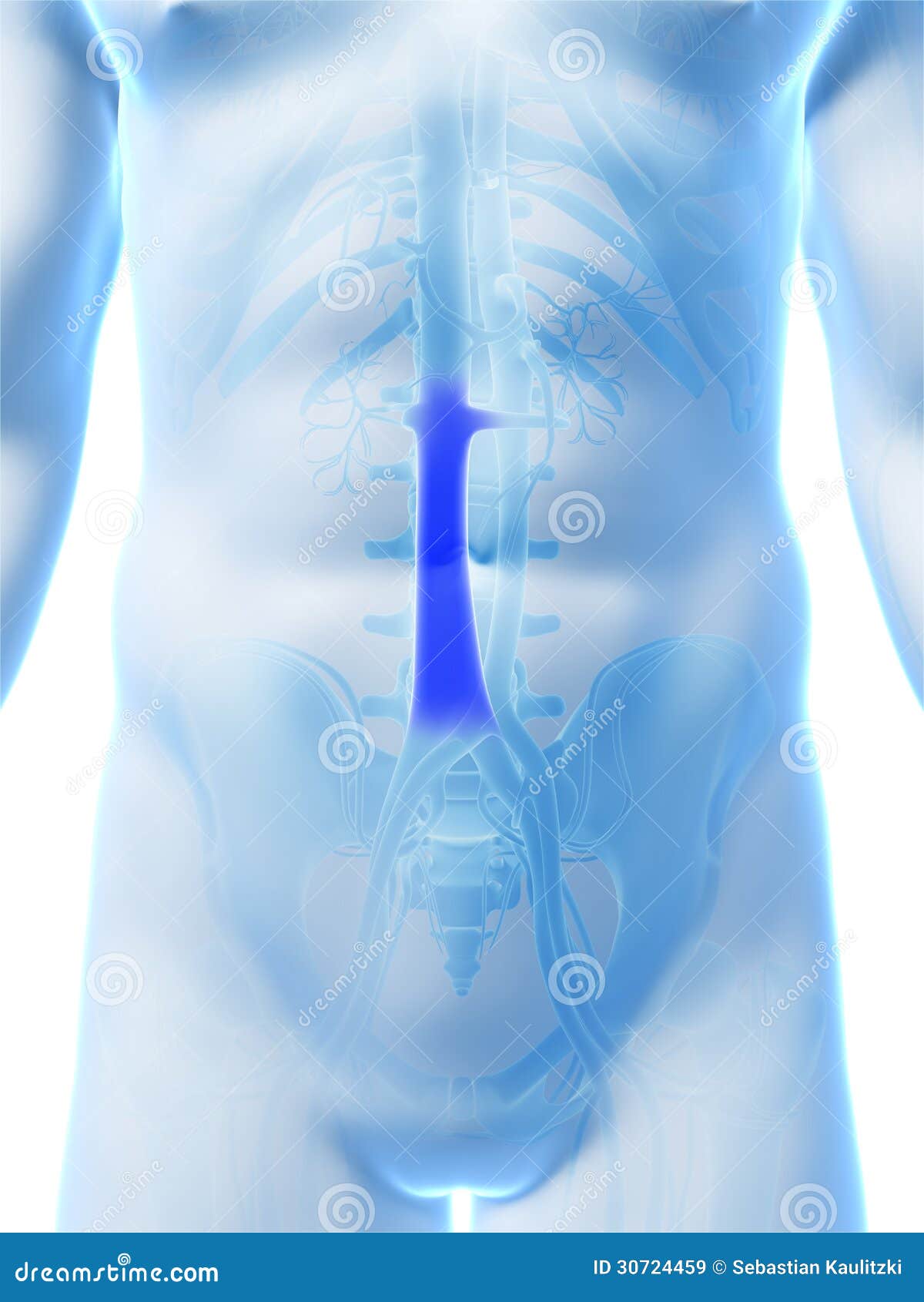 Vena Cartoons, Illustrations & Vector Stock Images - 1950 Pictures to ...