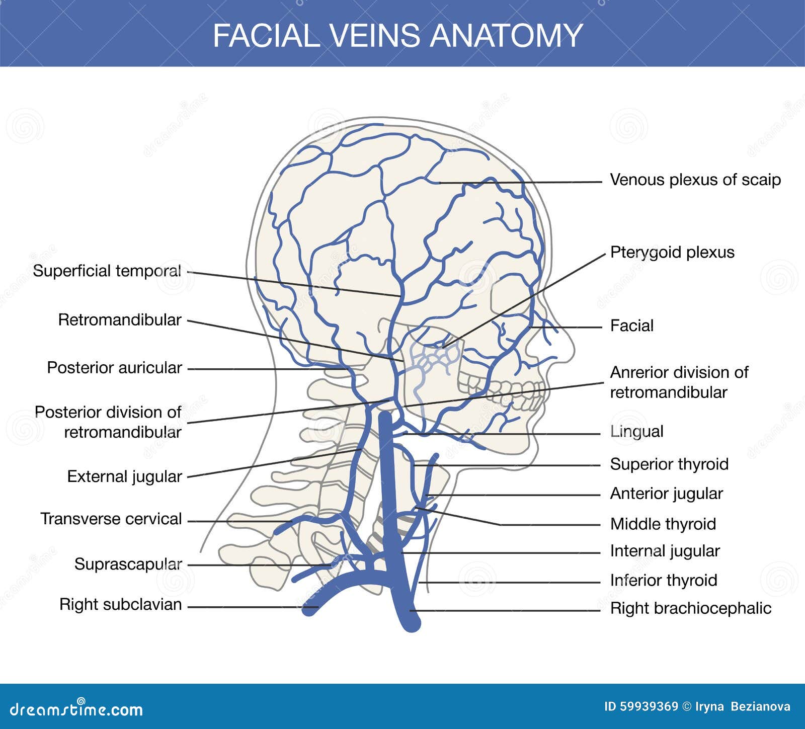 Vena Facial Humana En Vector Ilustración del Vector - Imagen: 59939369
