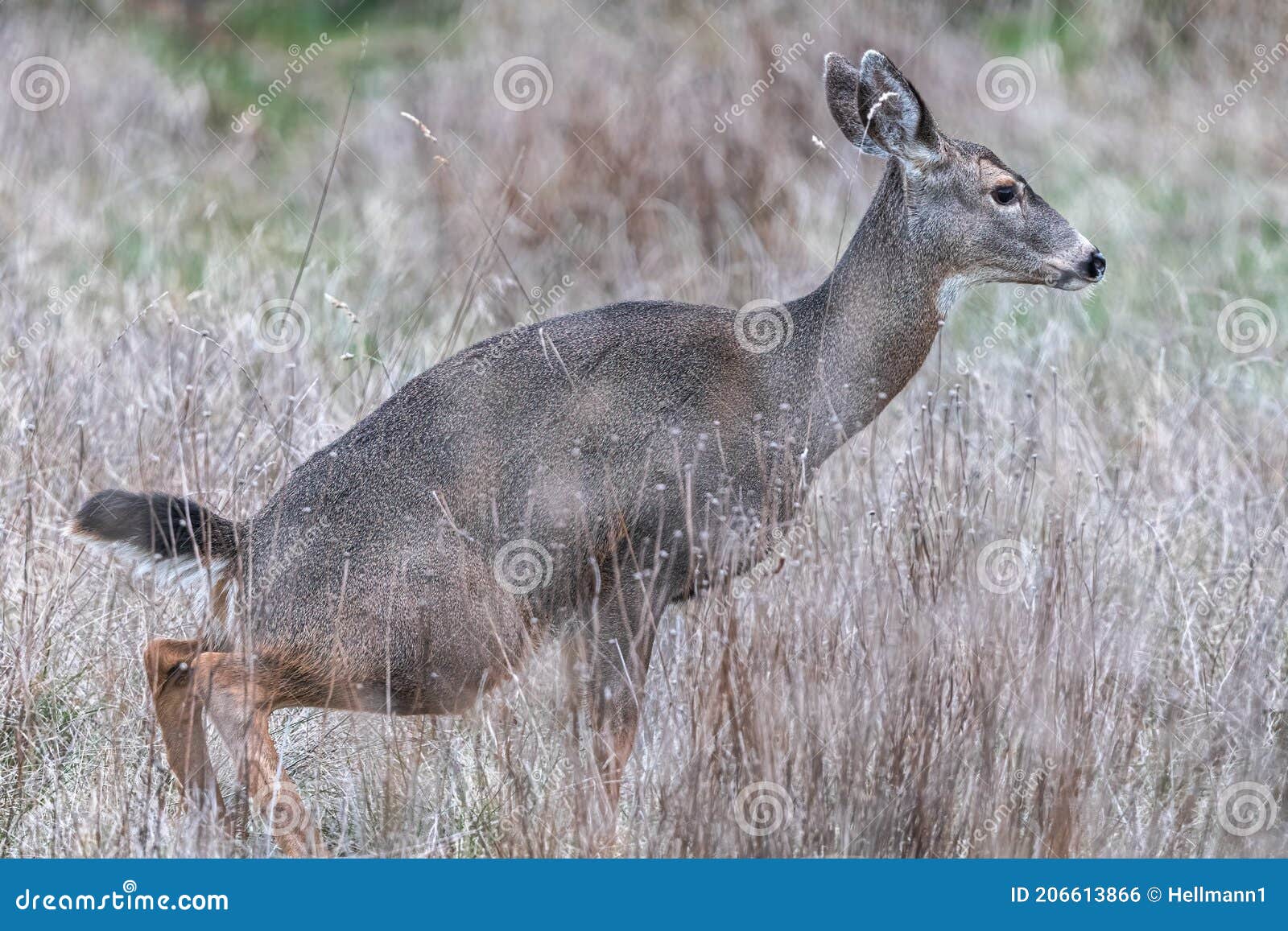 Venado de mula foto de archivo. Imagen de acosar, cubo - 206613866