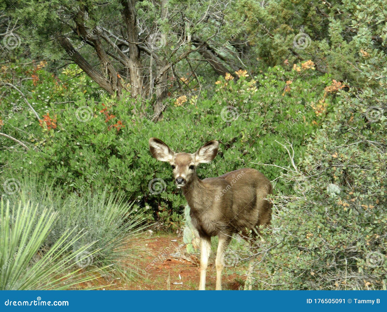 Venado de mula joven imagen de archivo. Imagen de joven - 176505091
