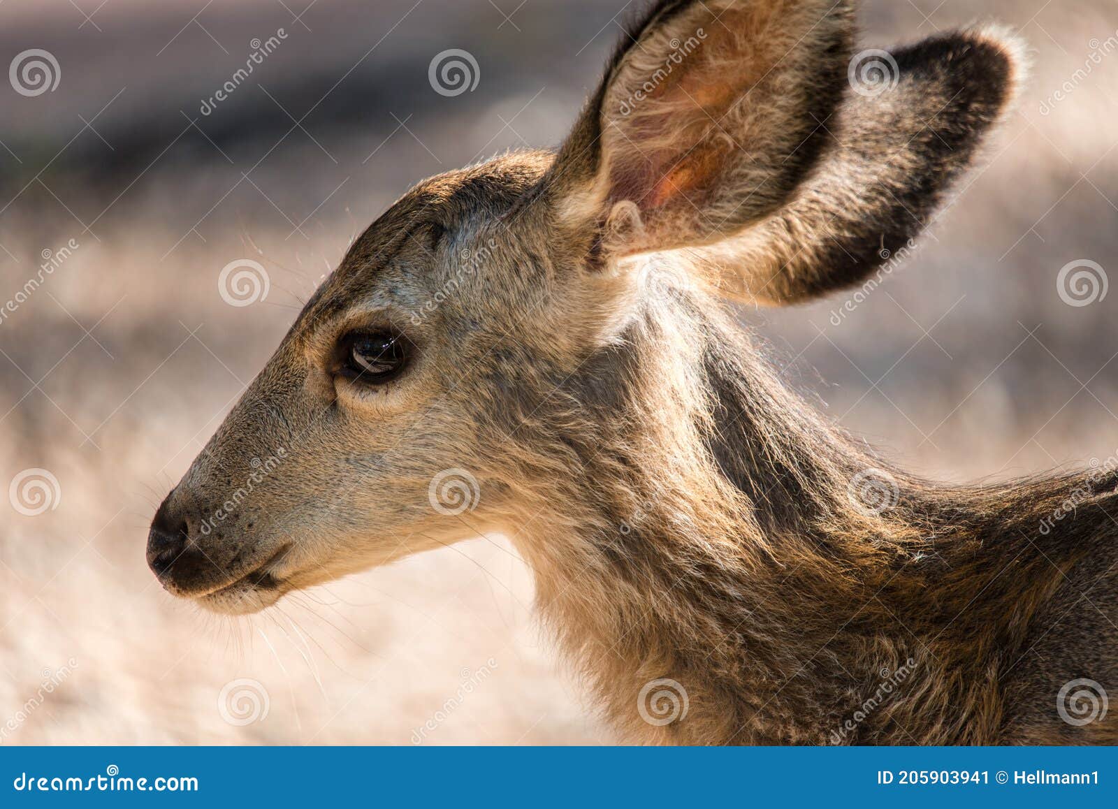 Venado de mula joven imagen de archivo. Imagen de bosque - 205903941