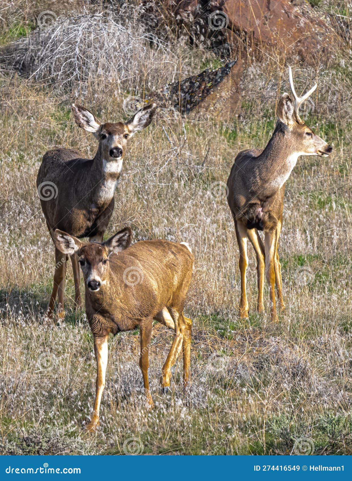 Venado de mula imagen de archivo. Imagen de curioso - 274416549