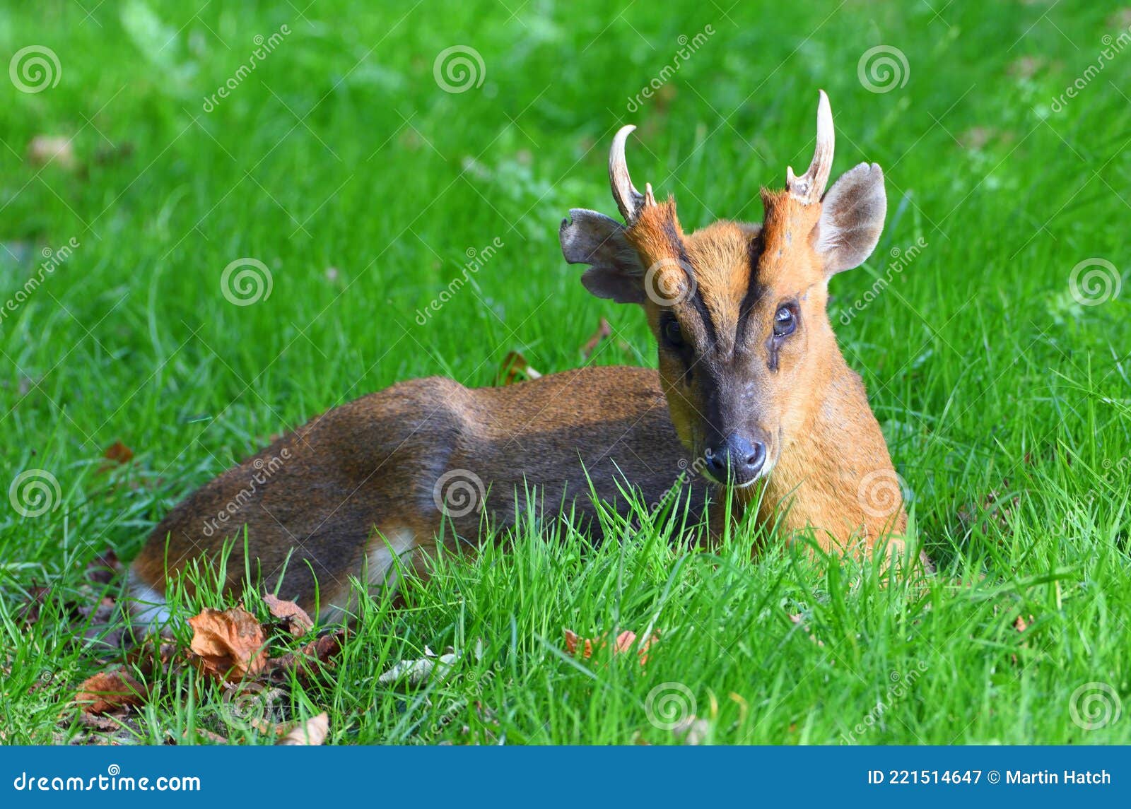 Venado De Muntjac Sentado En La Hierba Cerca. Imagen de archivo ...
