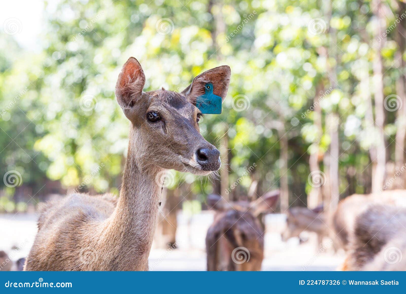 Venado en la granja foto de archivo. Imagen de piel - 224787326