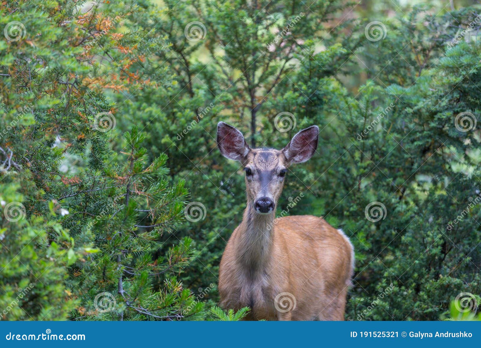 Venado imagen de archivo. Imagen de alberta, hierba - 191525321