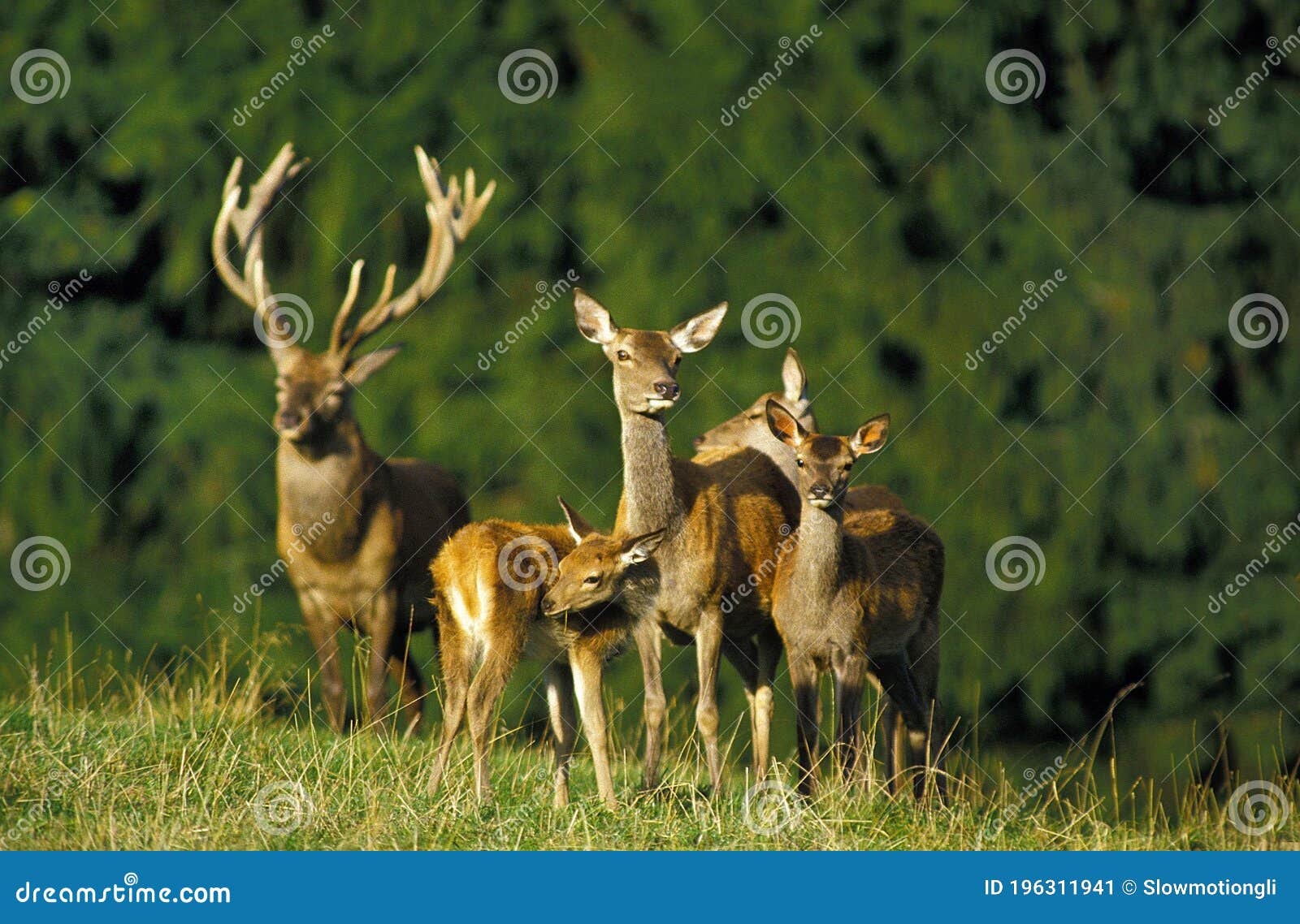 Venado Rojo, Cervus Elaphus, Macho Con Hembras Imagen de archivo ...