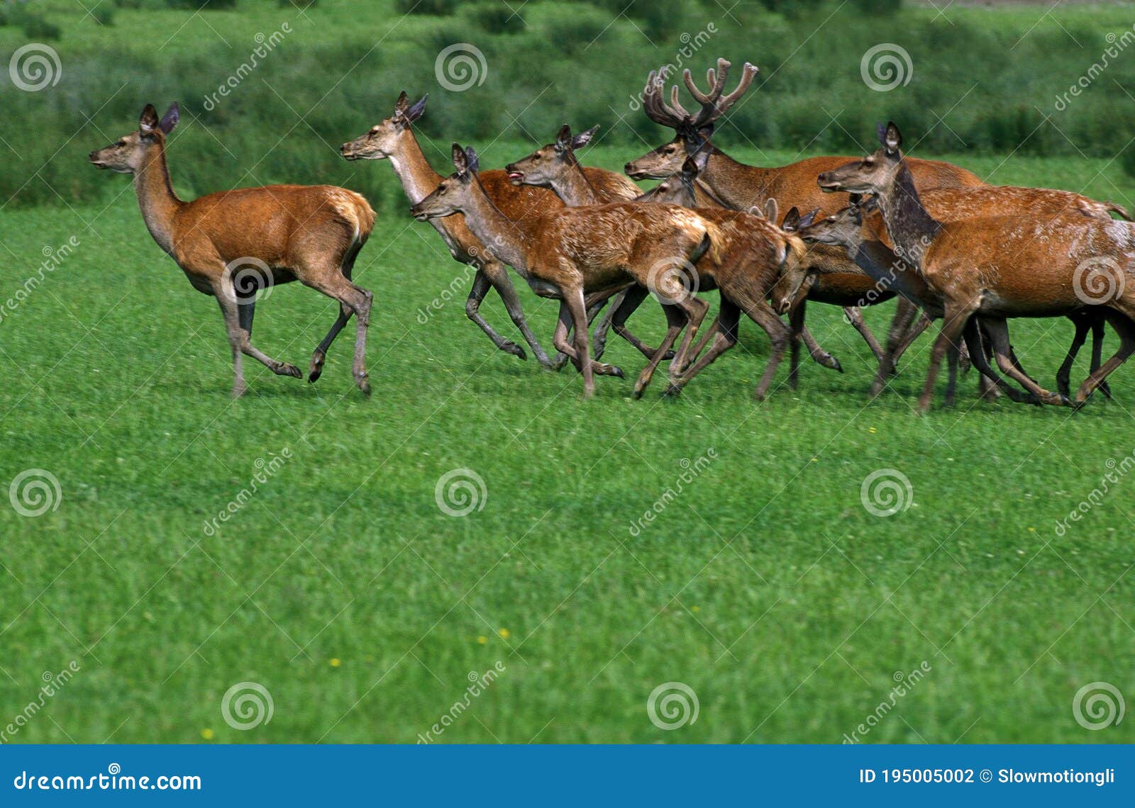 Venado Rojo Cervus Elaphus Macho Con Hembras Corriendo Foto de archivo ...
