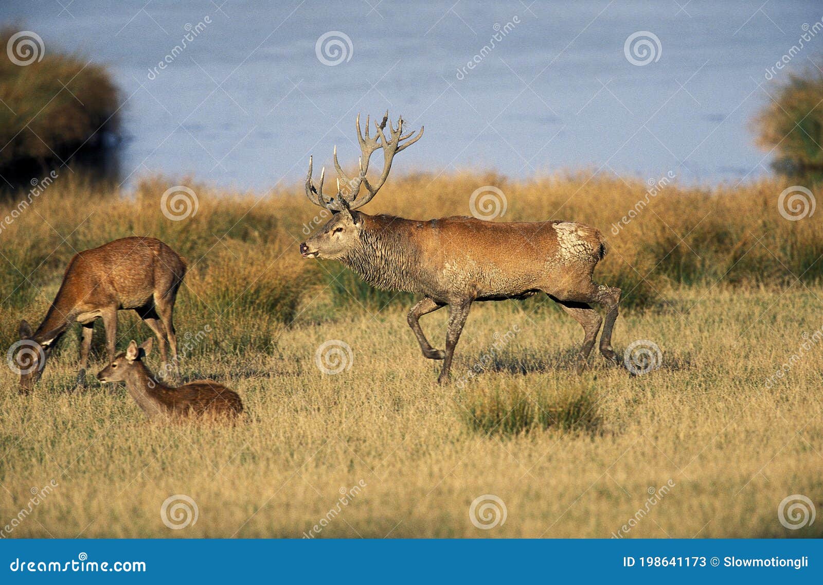 Venado Rojo, Cervus Elaphus, Stag Y Sus Hembras Imagen de archivo ...
