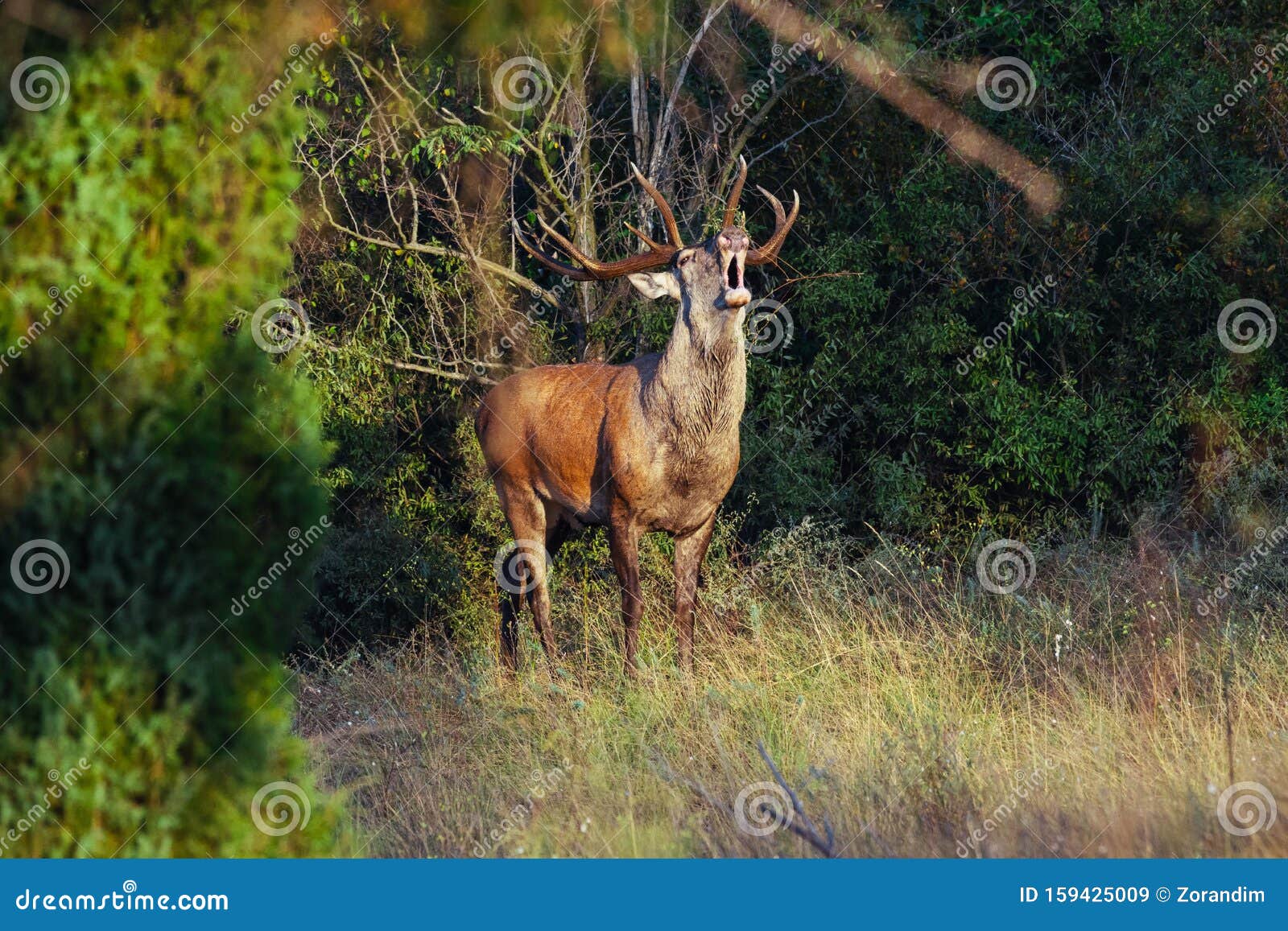 Venado Rojo En Temporada De Ruinas Imagen de archivo - Imagen de pista ...