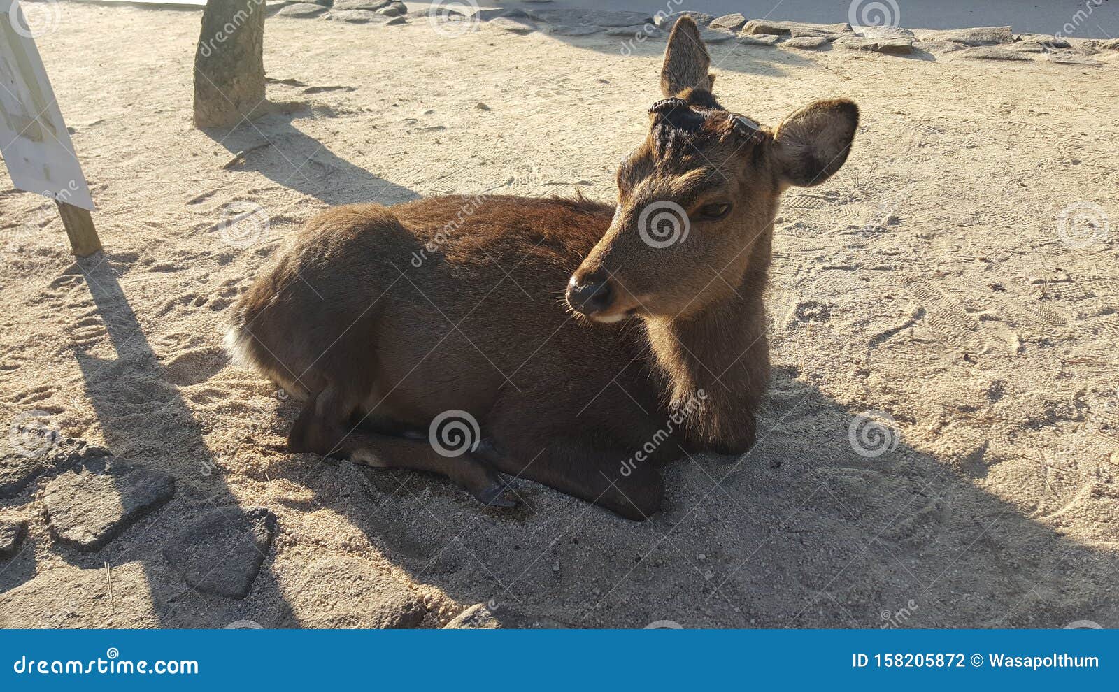Venado sentado en la arena foto de archivo. Imagen de claxones - 158205872
