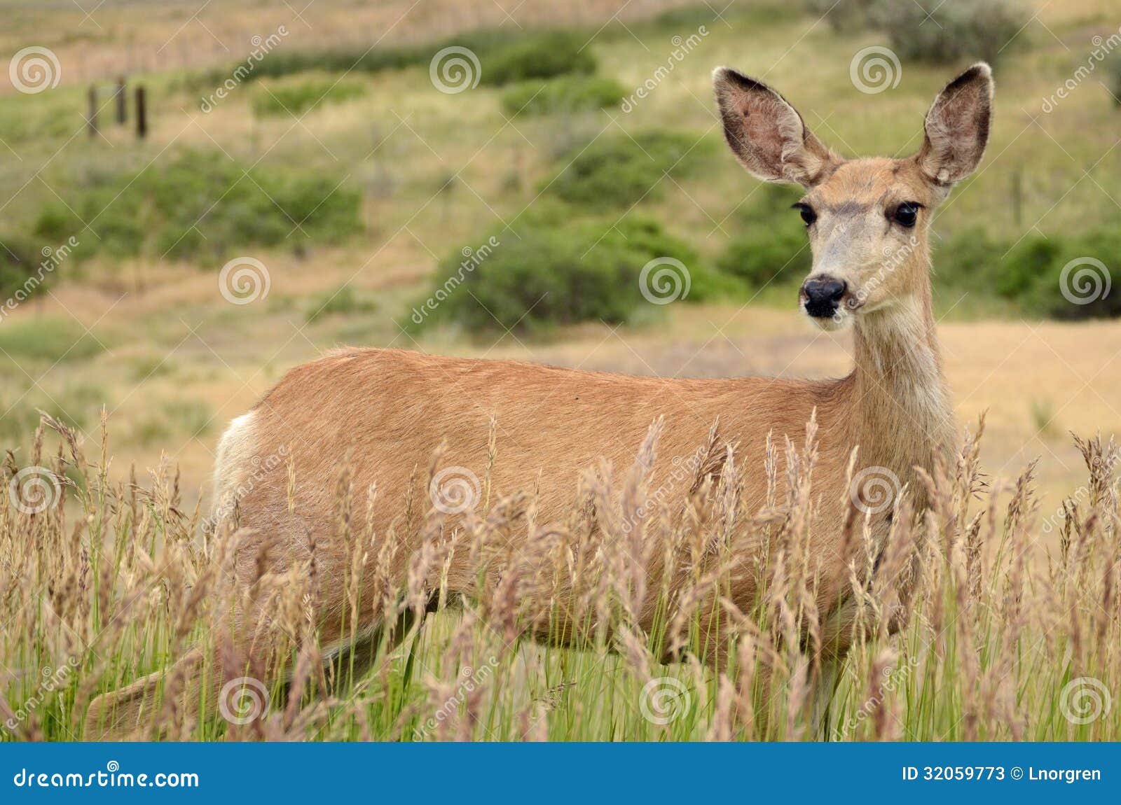Venados De Cola Blanca - Gama Imagen de archivo - Imagen de blanco ...