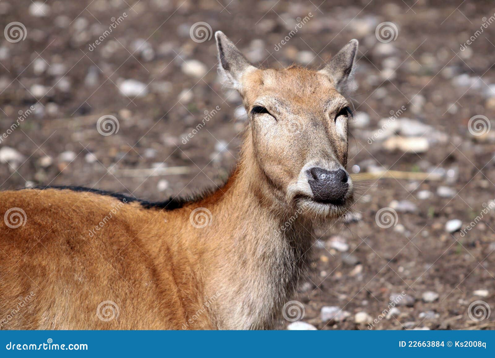 Venaison du nord photo stock. Image du sauvage, nord - 22663884
