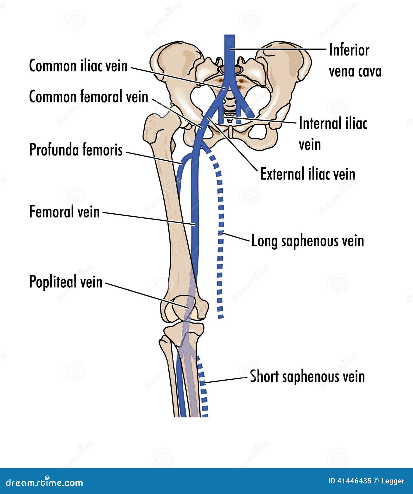 Venas De La Pierna Ilustración del Vector - Imagen: 41446435