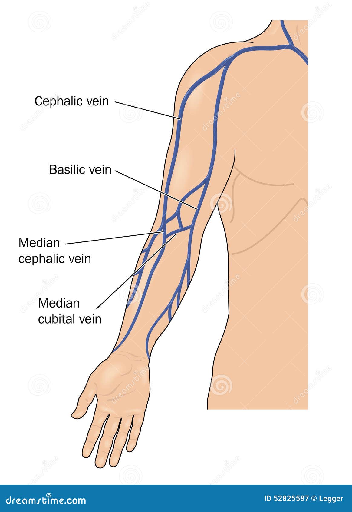 Anatomia Das Veias Do Braço - RETOEDU