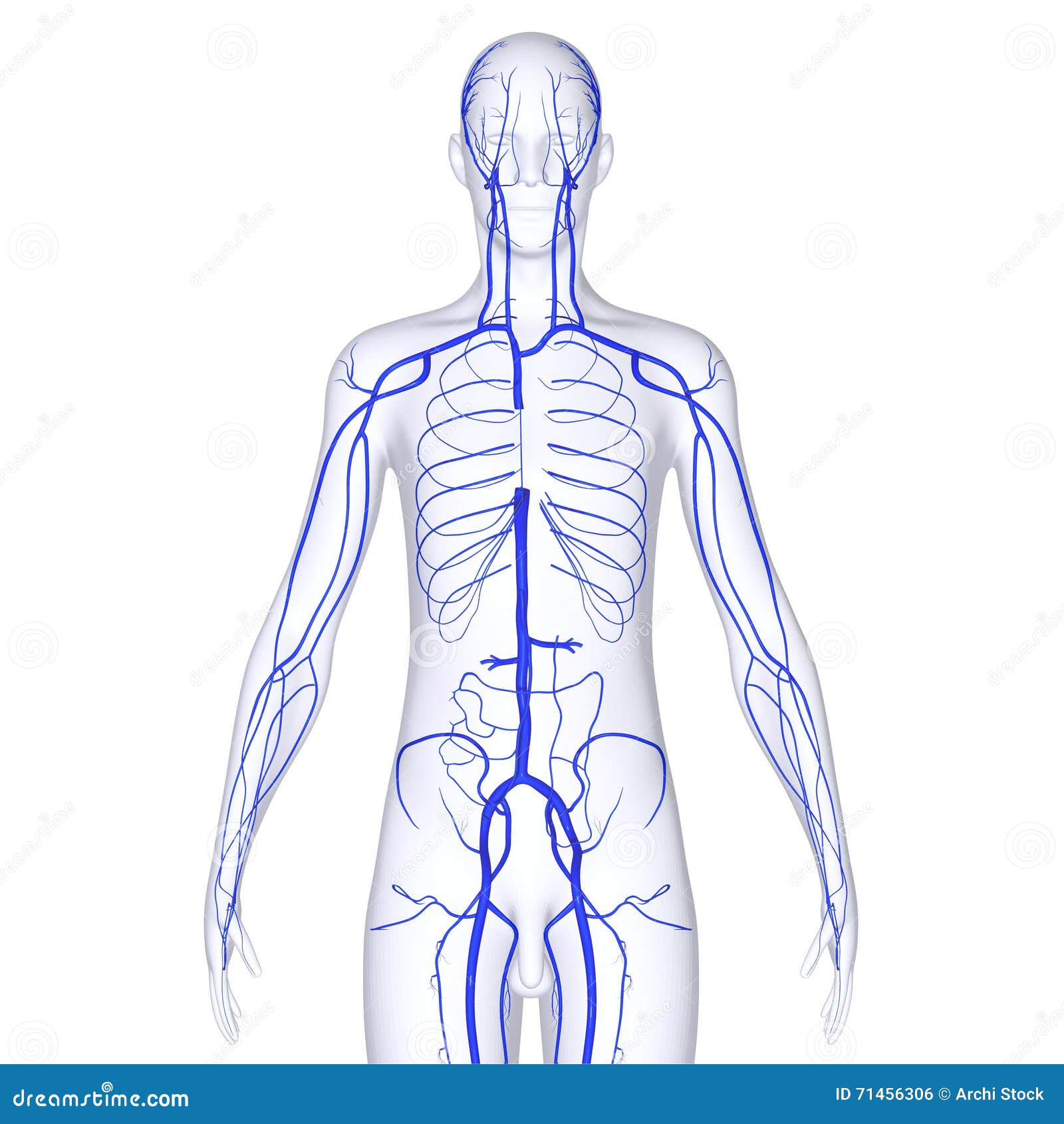 Venas del cuerpo stock de ilustración. Ilustración de estructura - 71456306