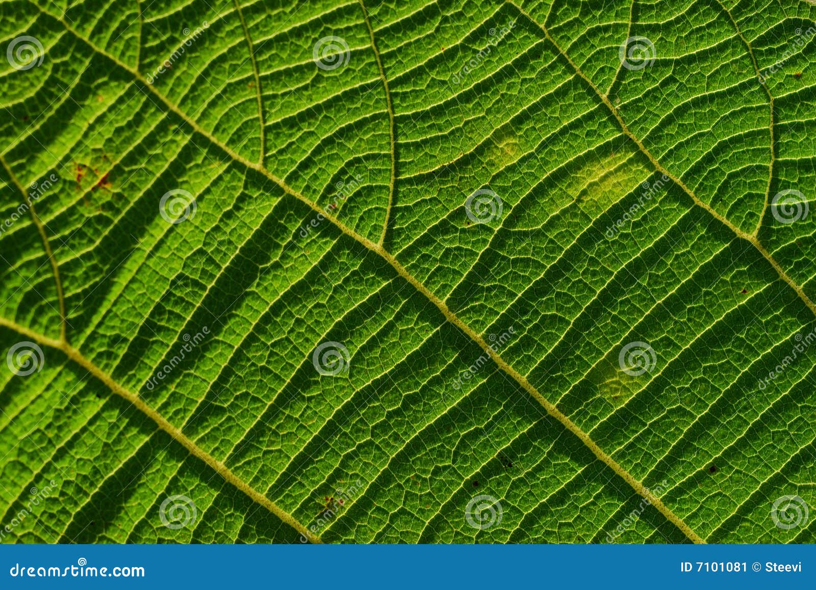 Venation stock image. Image of light, vein, photosynthesis - 7101081