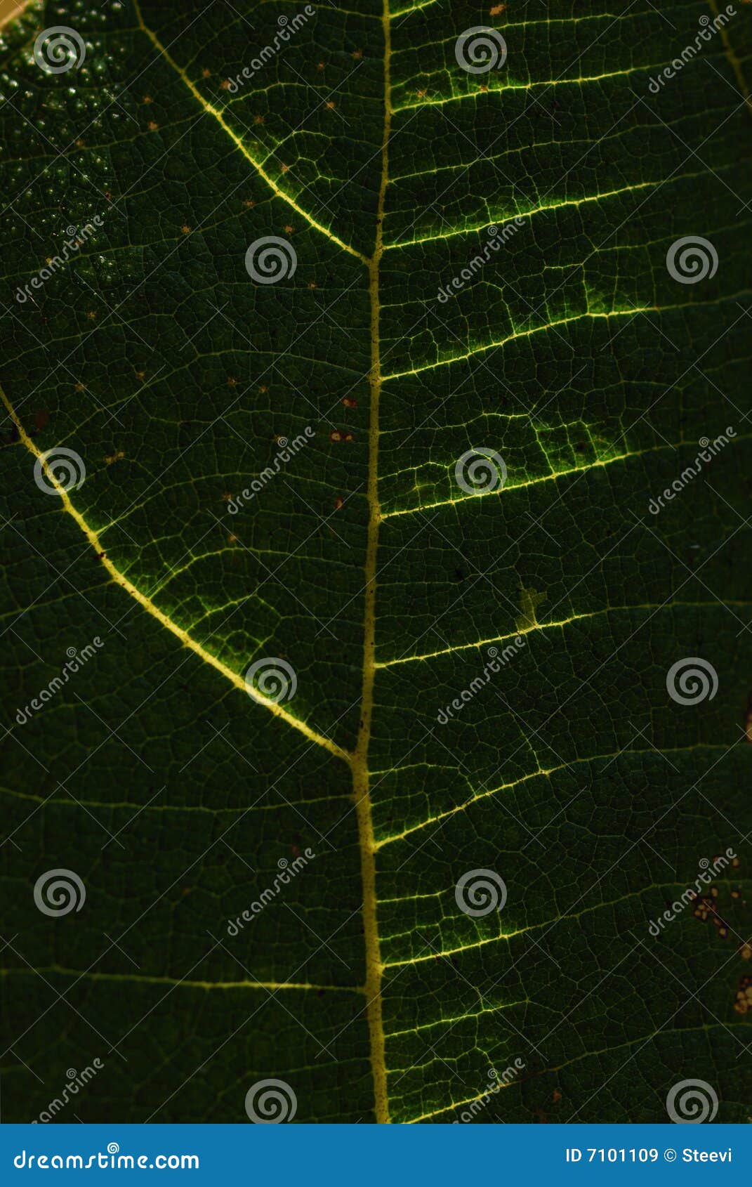 Venation stock image. Image of pattern, light, macro, background - 7101109