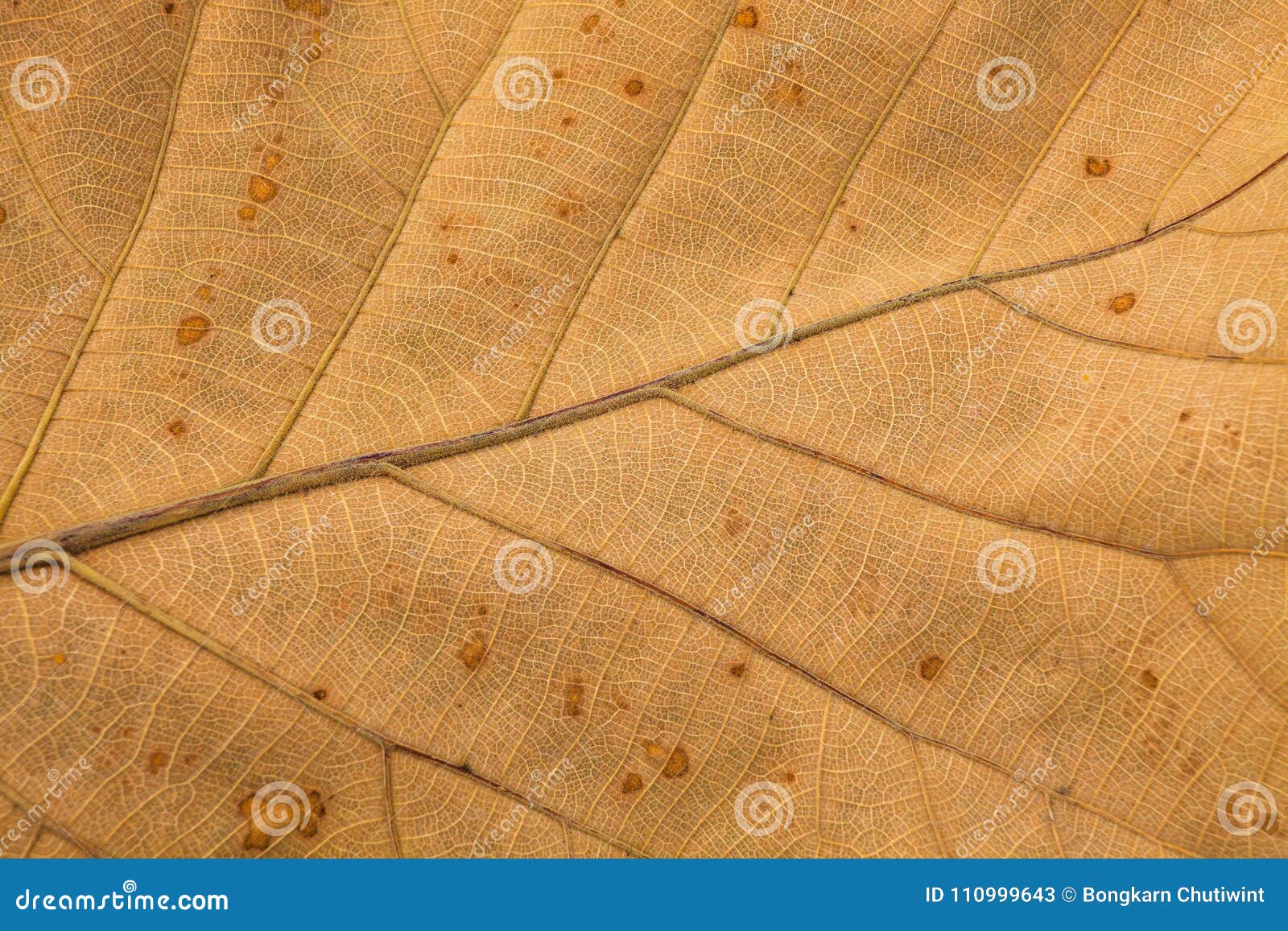 Venation Patterns of Dry Leaf Stock Image - Image of biology, climate ...