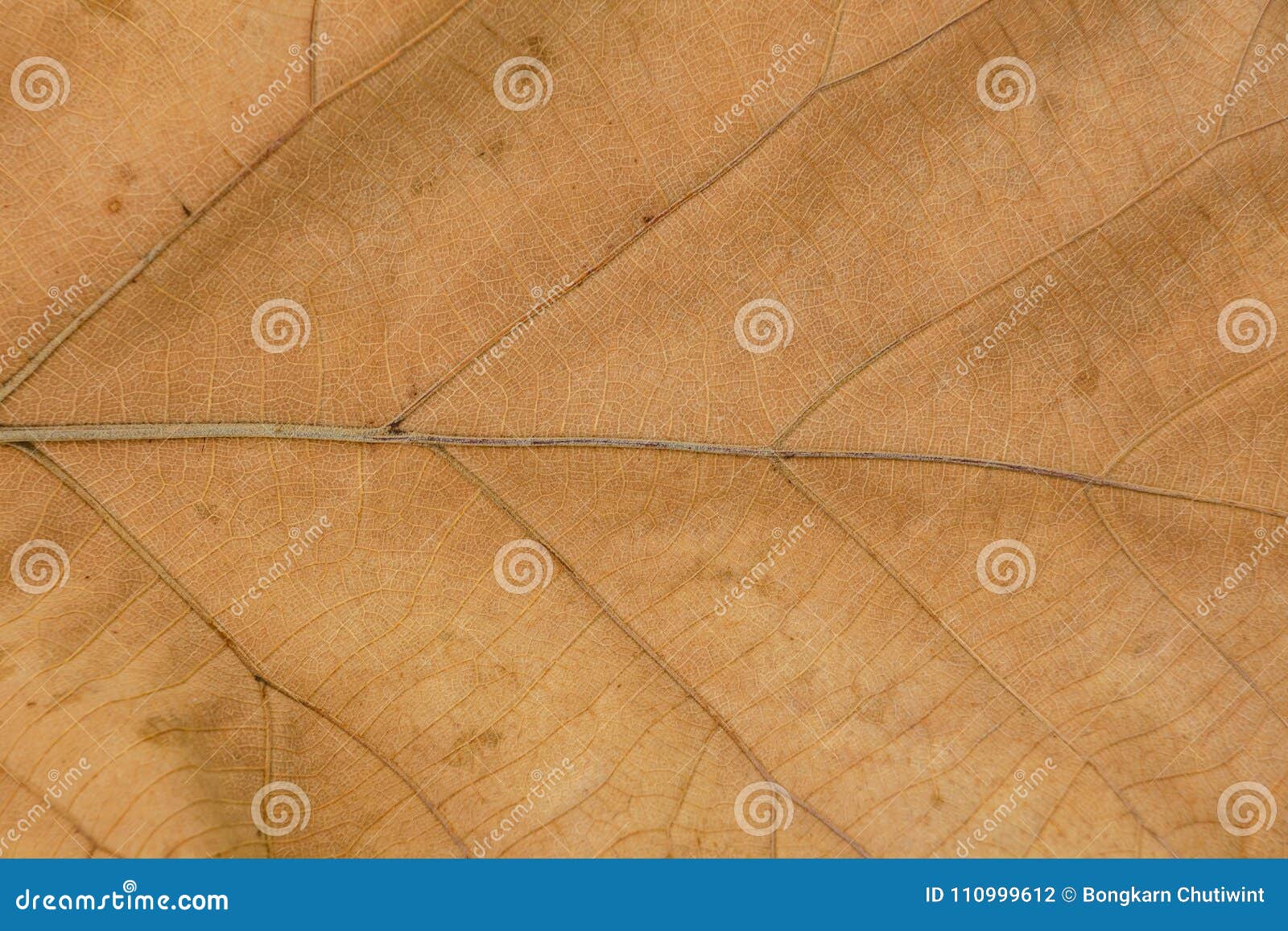 Venation Patterns of Dry Leaf Stock Photo - Image of arid, pattern ...