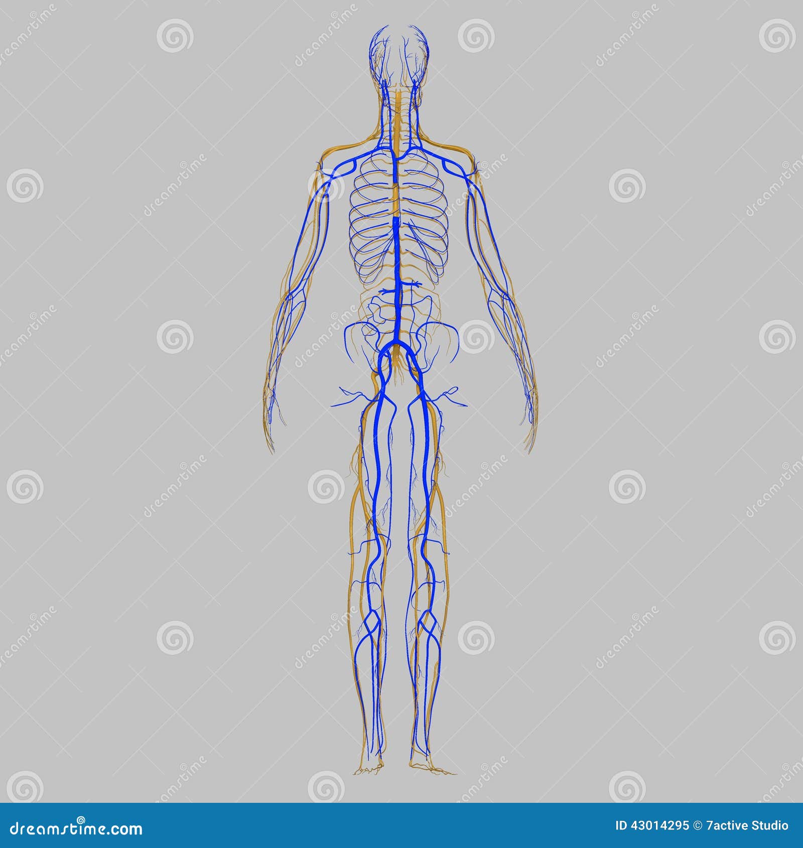 Vene con i nervi illustrazione di stock. Illustrazione di giugulare ...