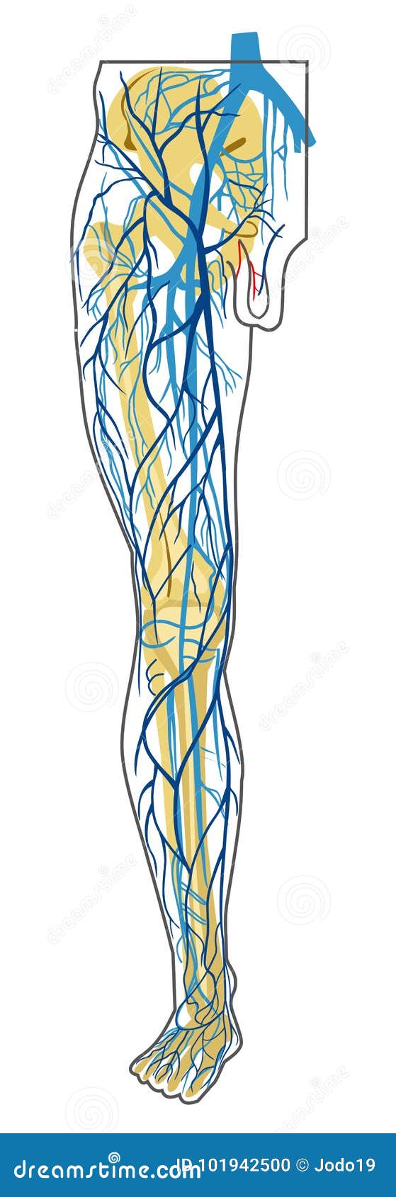Vene Profonde E Superficiali Della Gamba Illustrazione Vettoriale ...