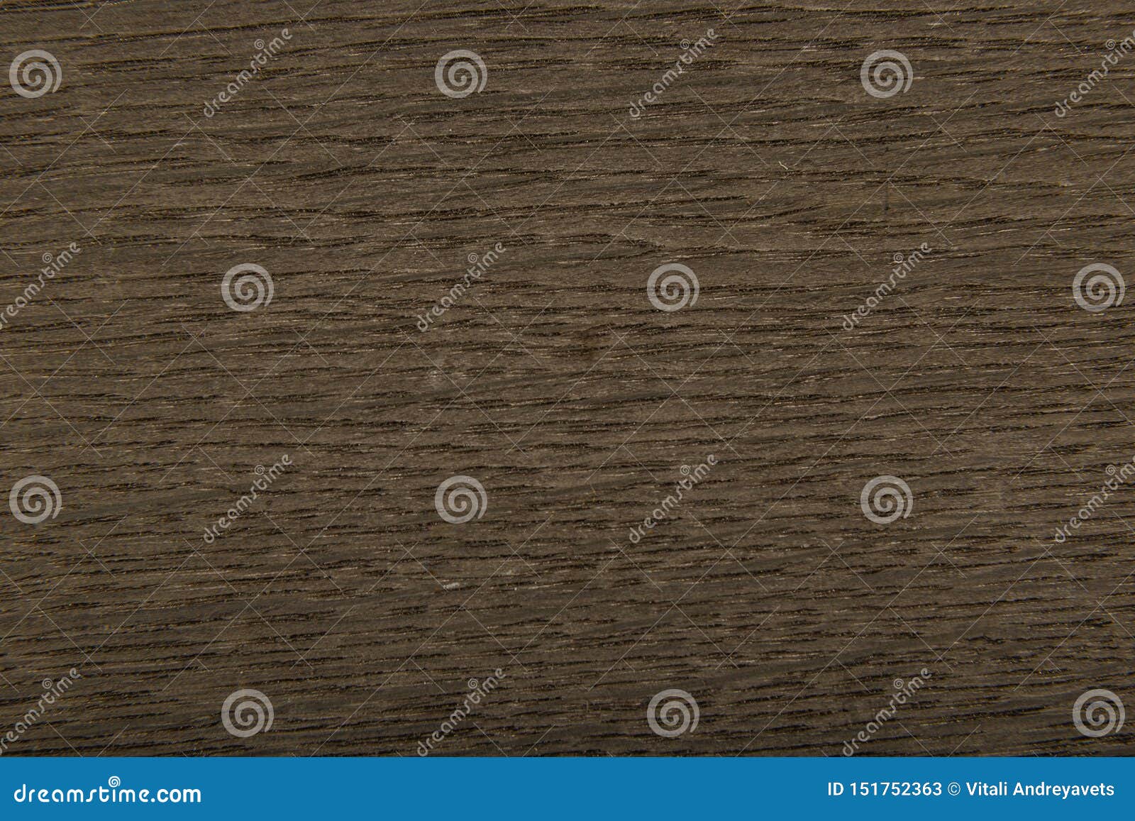 Veneer Made from Old Oak, Texture of Wood Stock Image - Image of hand ...