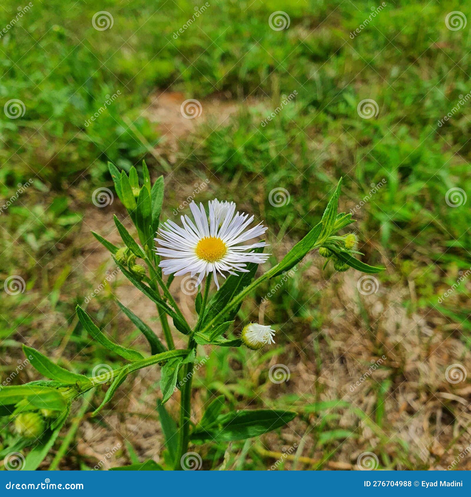 Vulnerable daisy flower stock photo. Image of field - 276704988