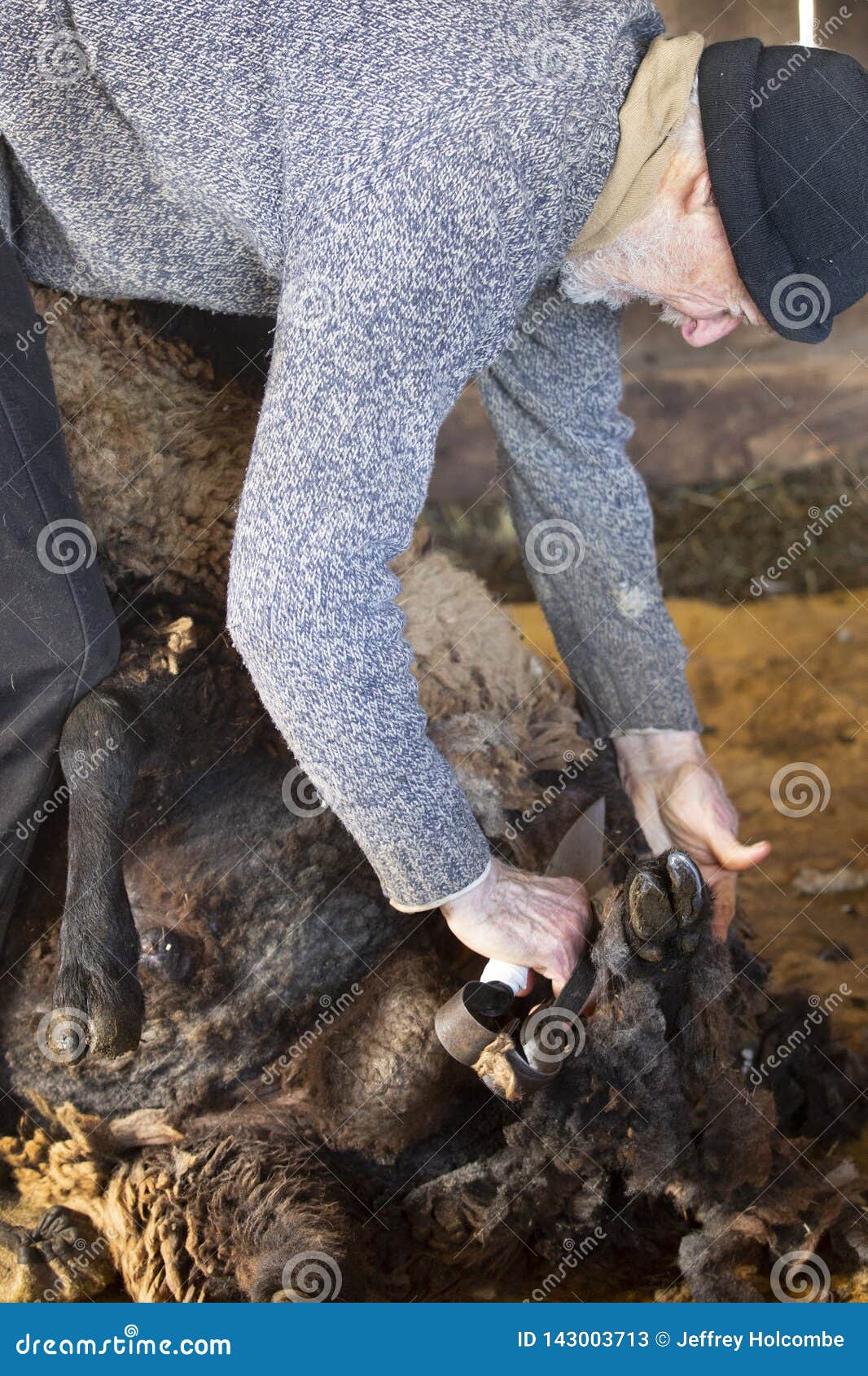 Venerable Sheep Shearer Using Hand Tools in a Connecticut Barn Stock ...