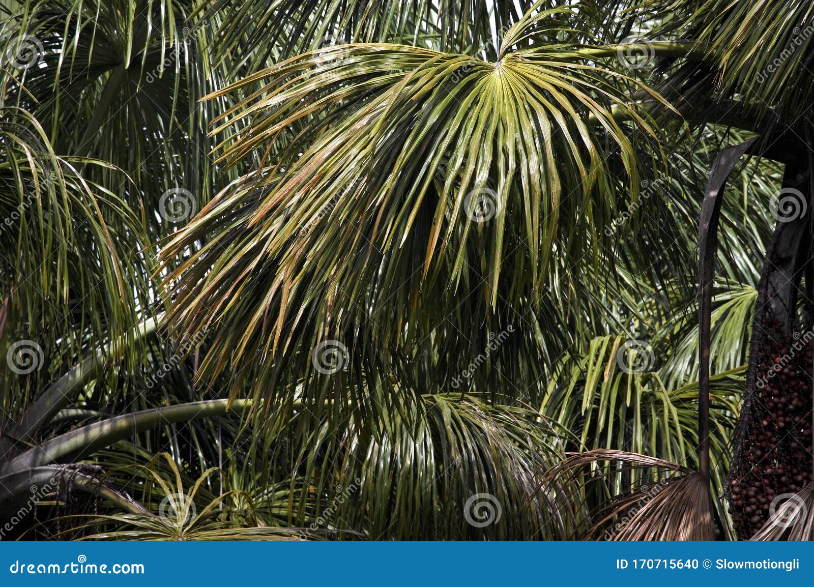 VENEZUELA stock photo. Image of forest, venezuela, south - 170715640