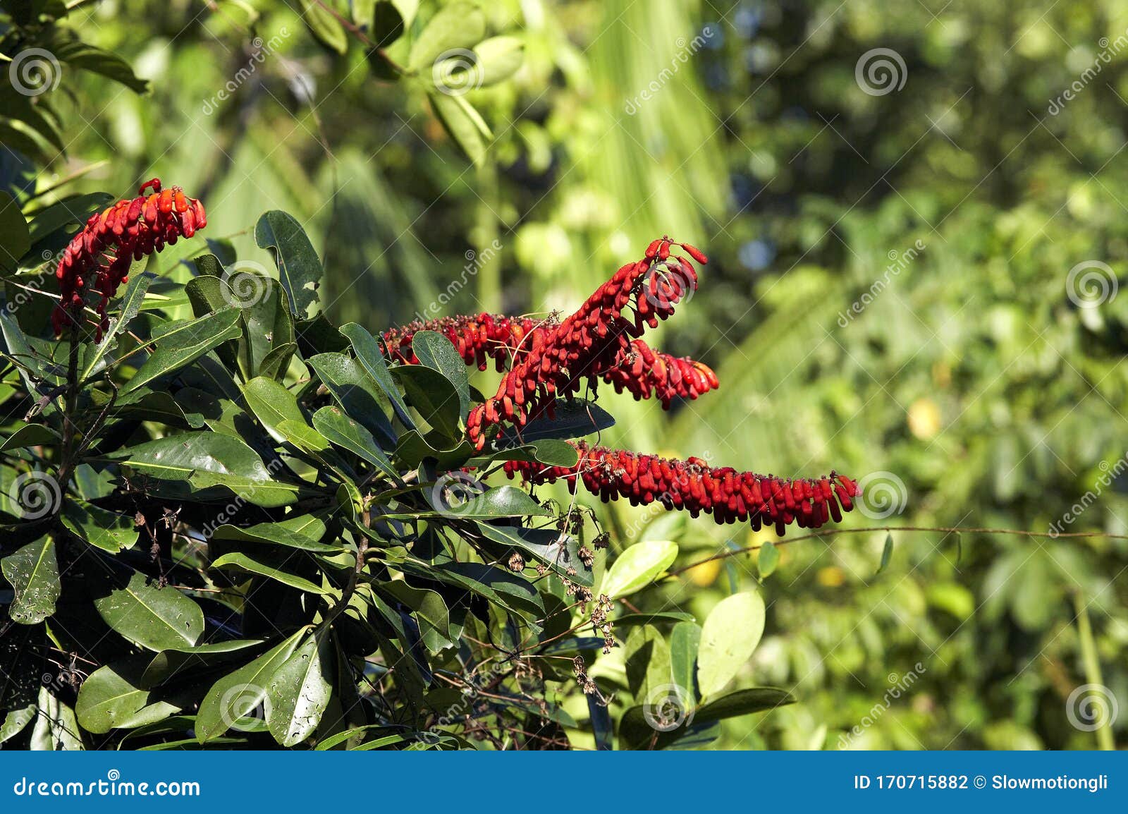 VENEZUELA stock photo. Image of flower, venezuela, blooming - 170715882