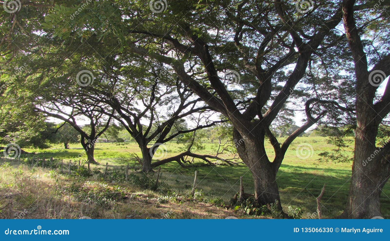 Venezuelan Trees