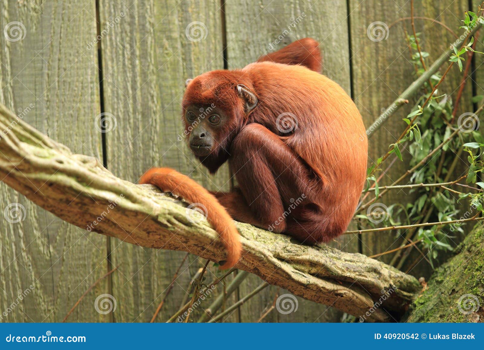 Venezuelan Red Howler, Alouatta Seniculus Stock Photo | CartoonDealer ...