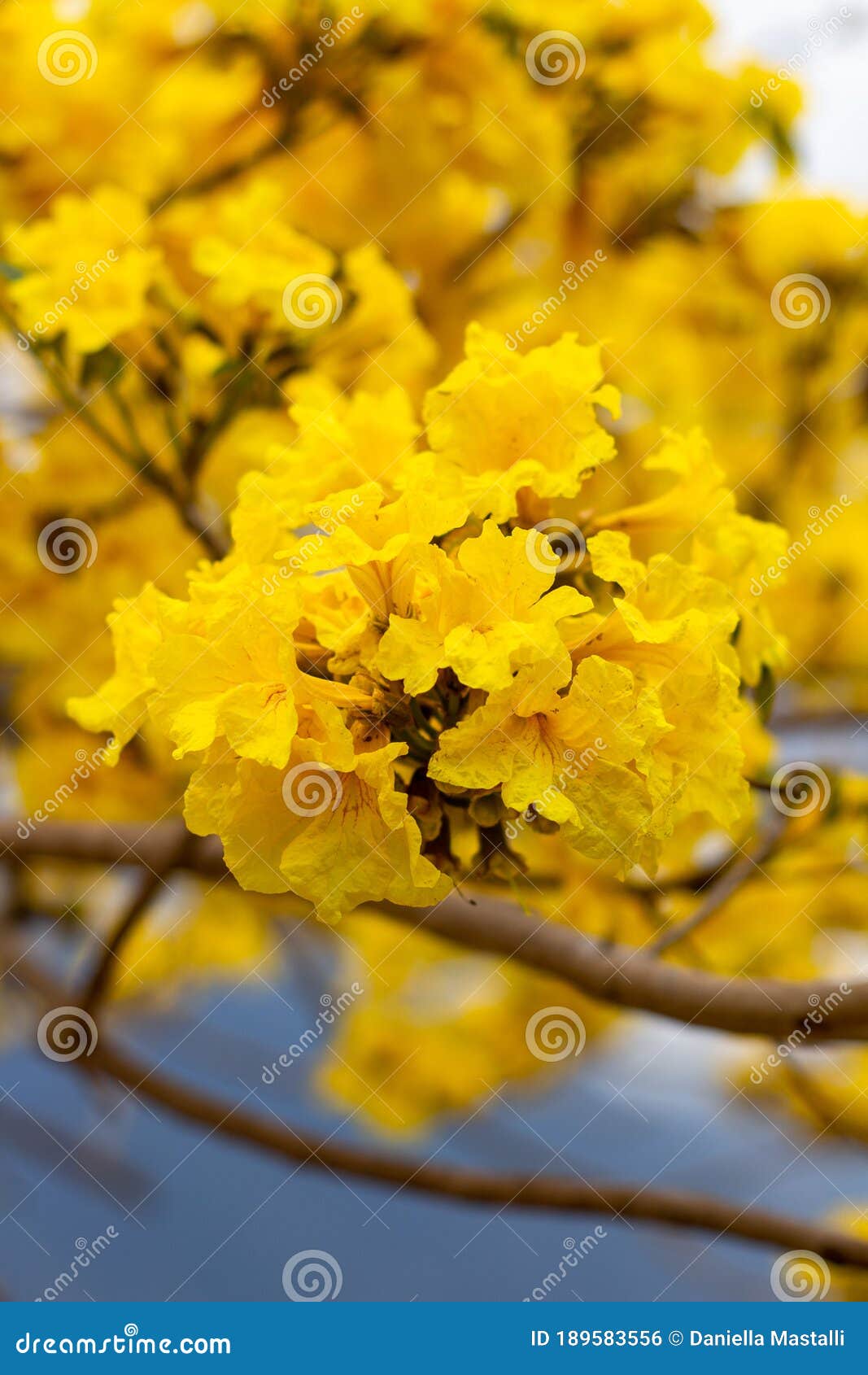 Trumpet Yellow Tree. Venezuelan Tree Called Araguaney Stock Photo ...