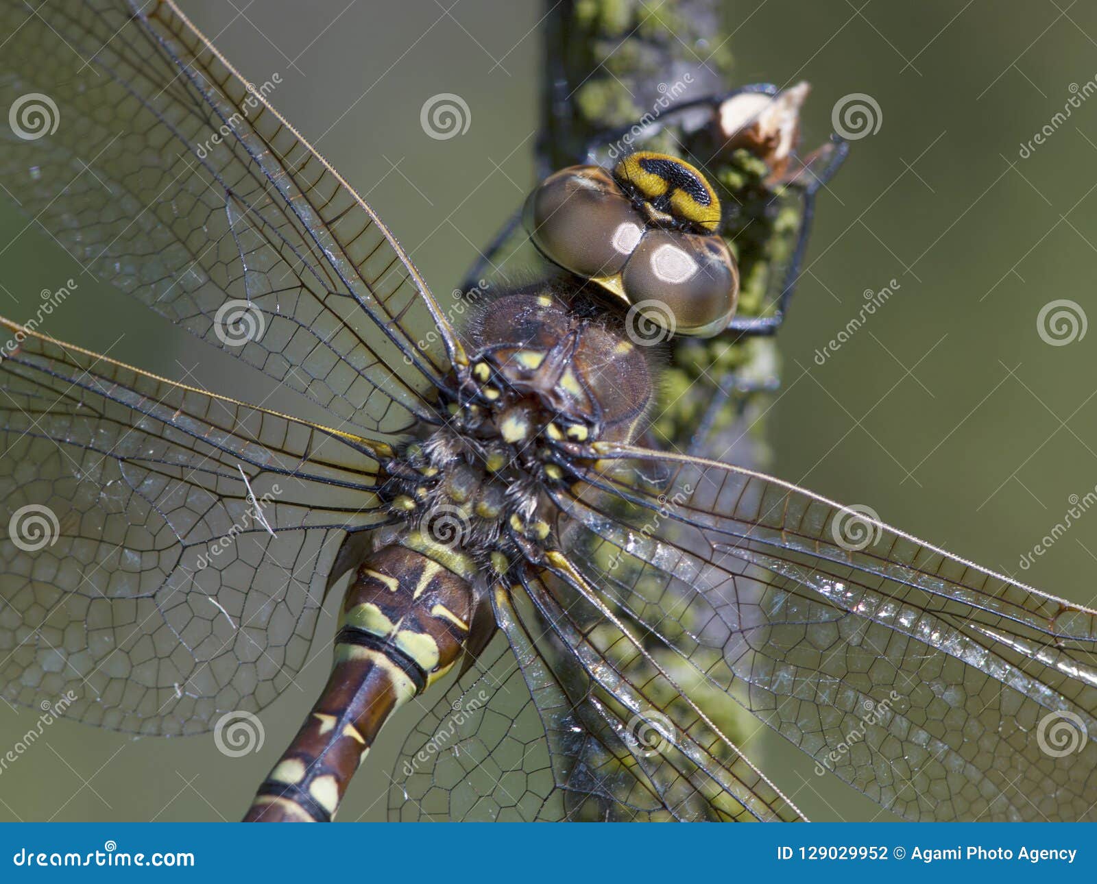 Venglazenmaker, Common Hawker, Aeshna Juncea Stock Photo - Image of ...