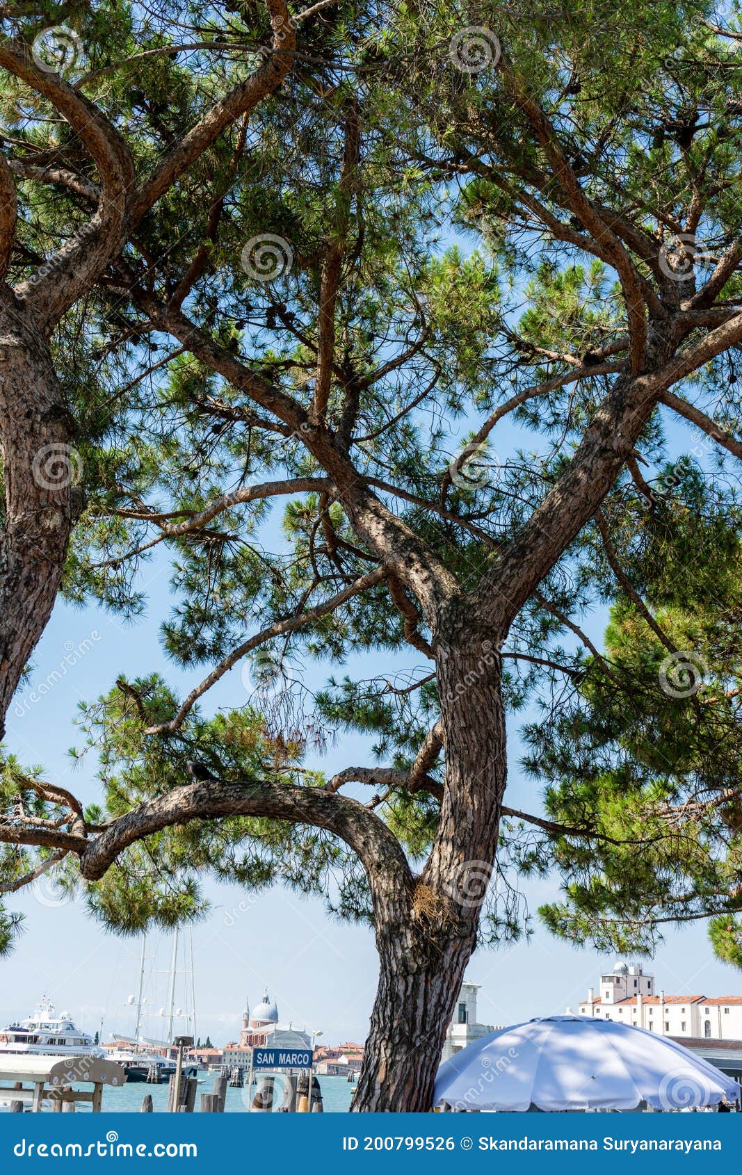 Venice, Italy - 01 July 2018: Trees at San Marco in Venice, Italy ...