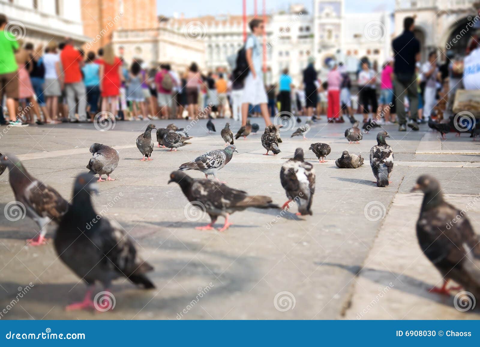 Venice pigeons stock photo. Image of europe, cityscape - 6908030