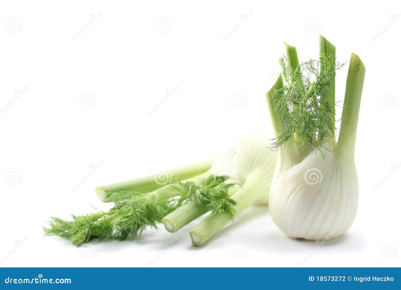 Venkel stock foto. Image of aromatisch, horizontaal, voedsel - 18573272
