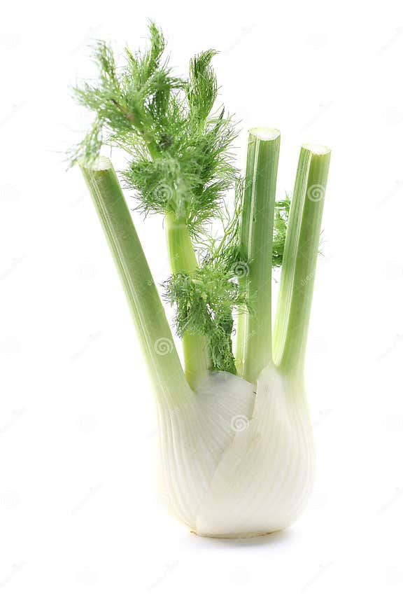 Venkel stock afbeelding. Image of aromatisch, verticaal - 20127895
