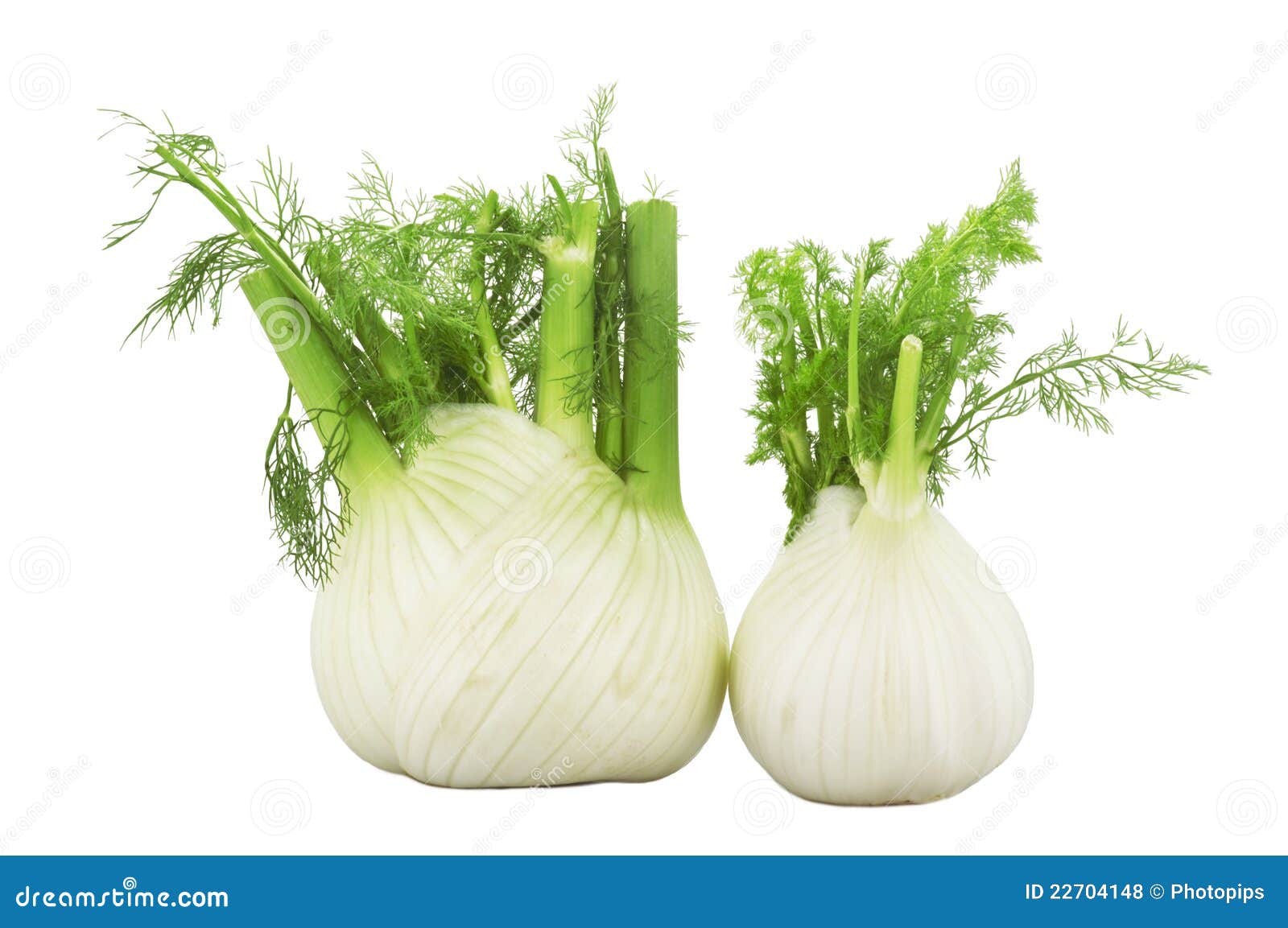 Venkel stock foto. Image of vers, vegetariër, heerlijk - 22704148
