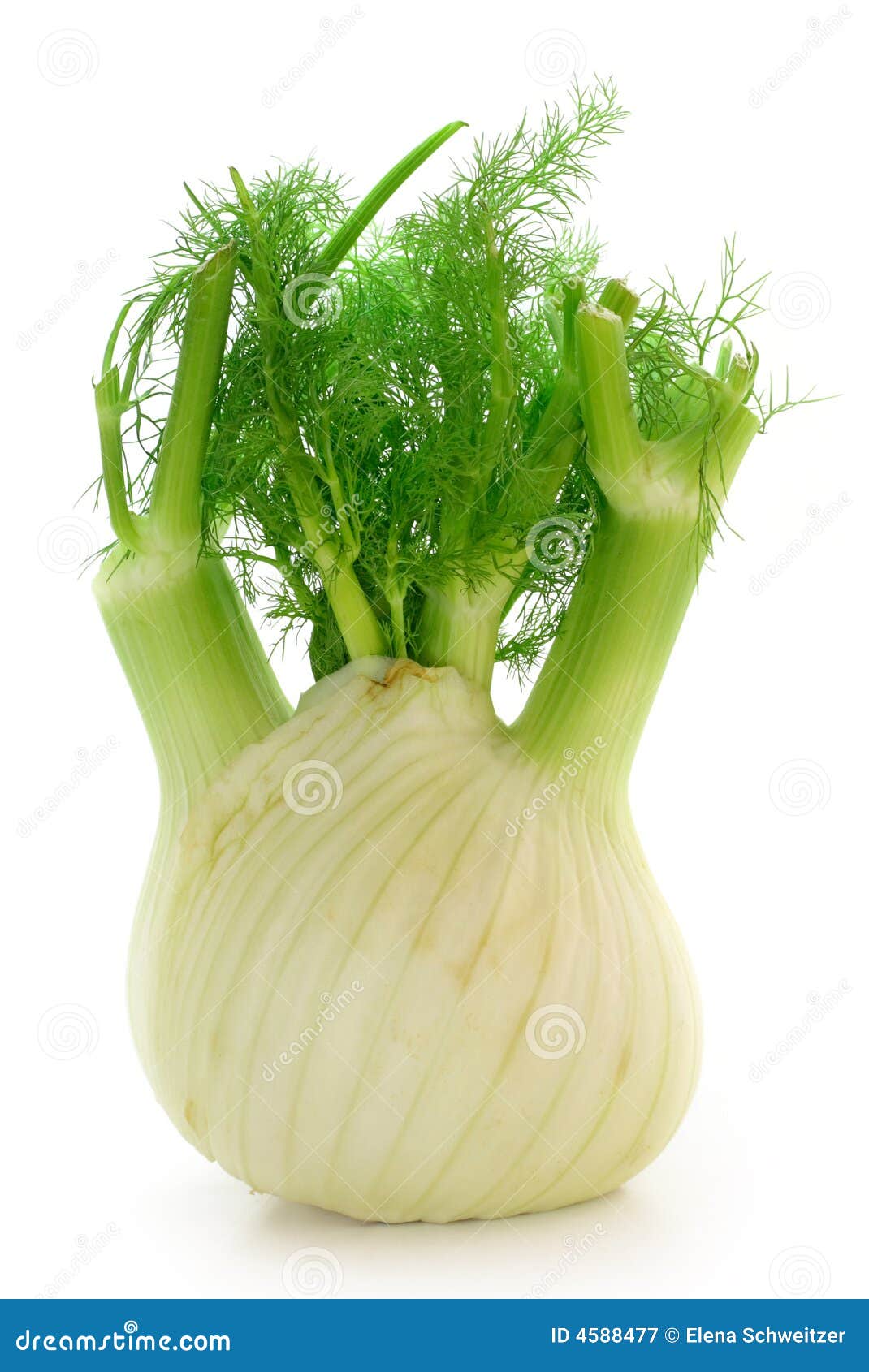 Venkel stock afbeelding. Image of plantaardig, sluit, salade - 4588477