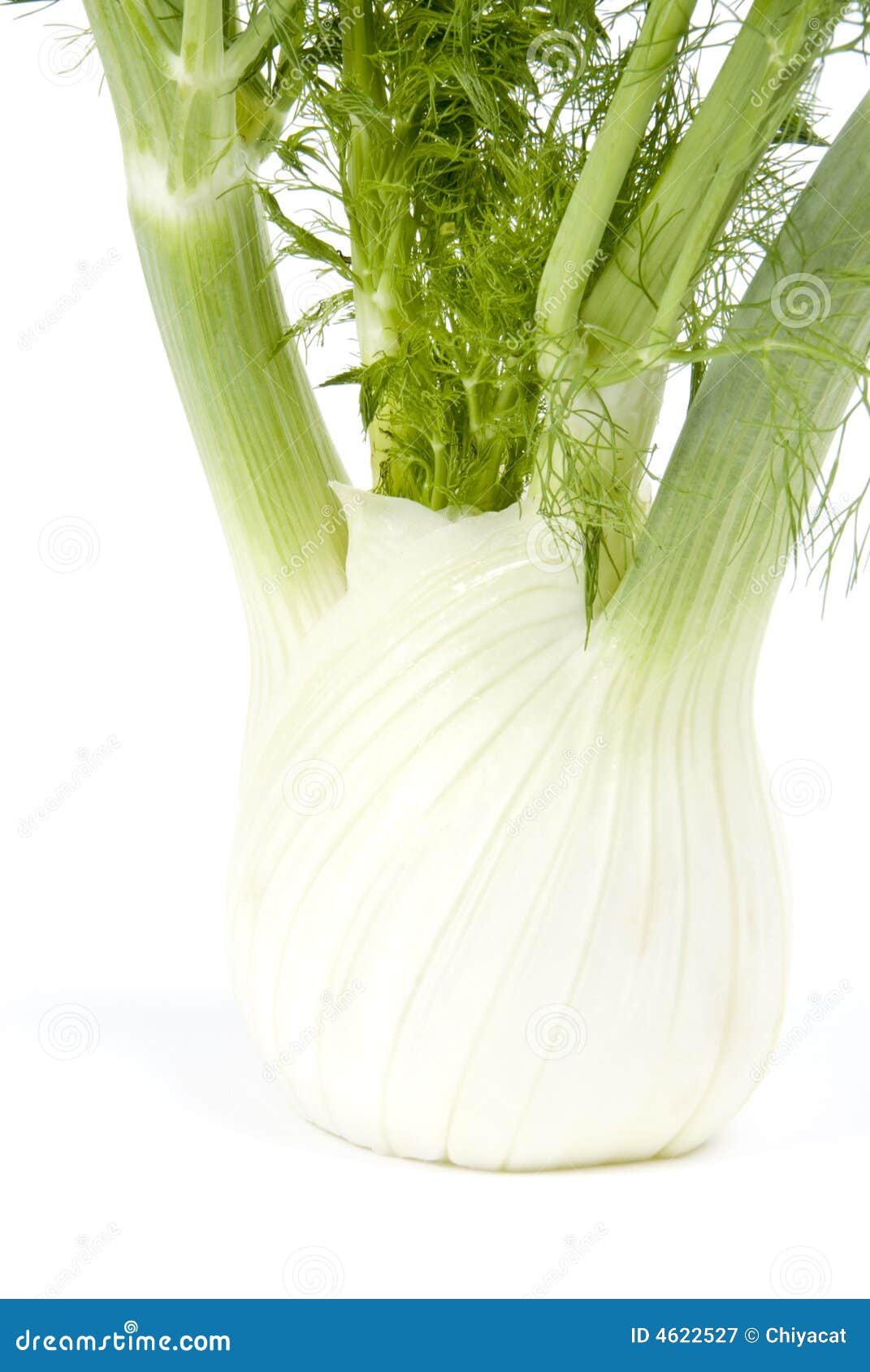 Venkel stock afbeelding. Image of zoet, venkel, bladeren - 4622527