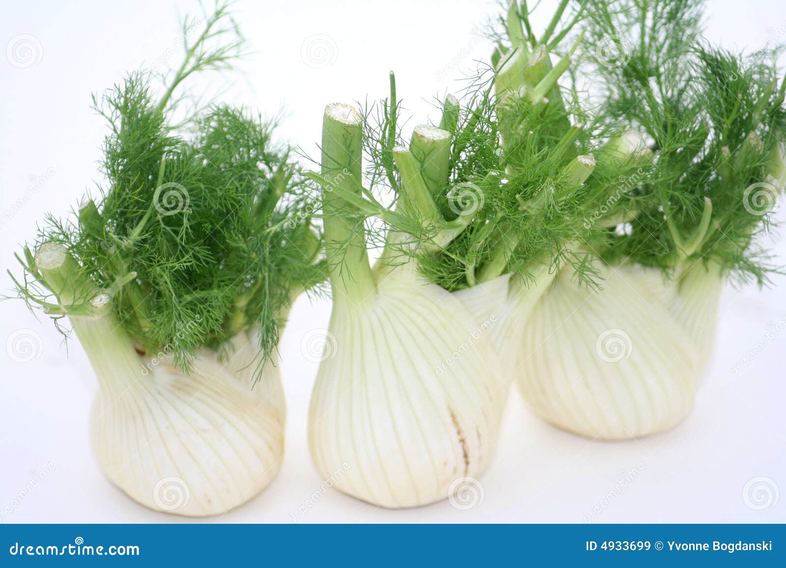 Venkel stock afbeelding. Image of ingrediënt, maaltijd - 4933699