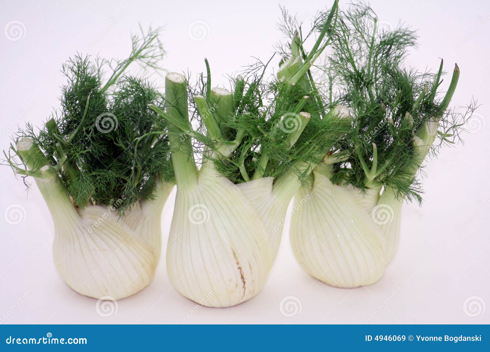 Venkel stock afbeelding. Image of nave, drie, eeuwigdurend - 4946069