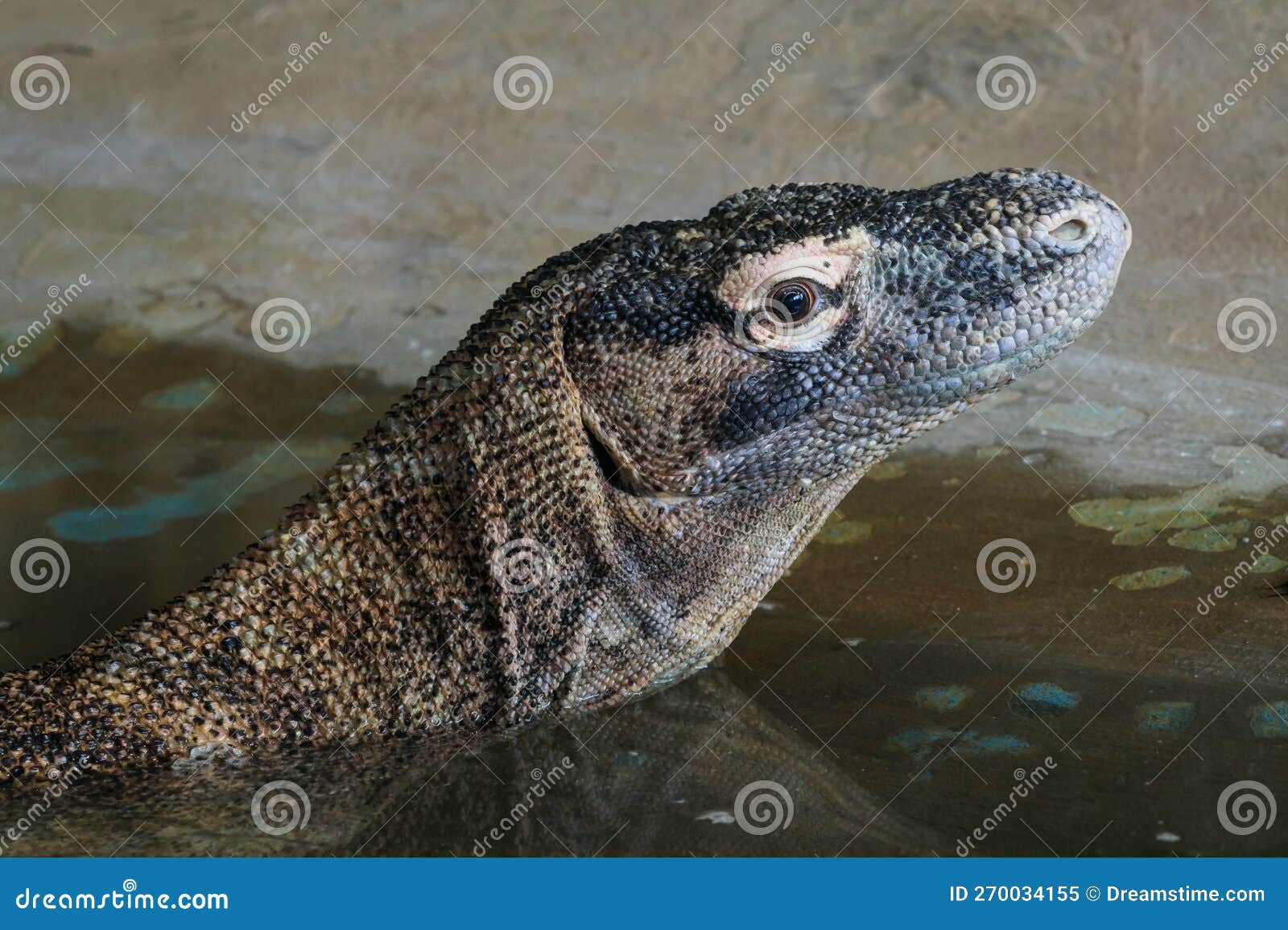 Venomous Beaded Lizard. Heloderma Horridum Stock Image - Image of head ...