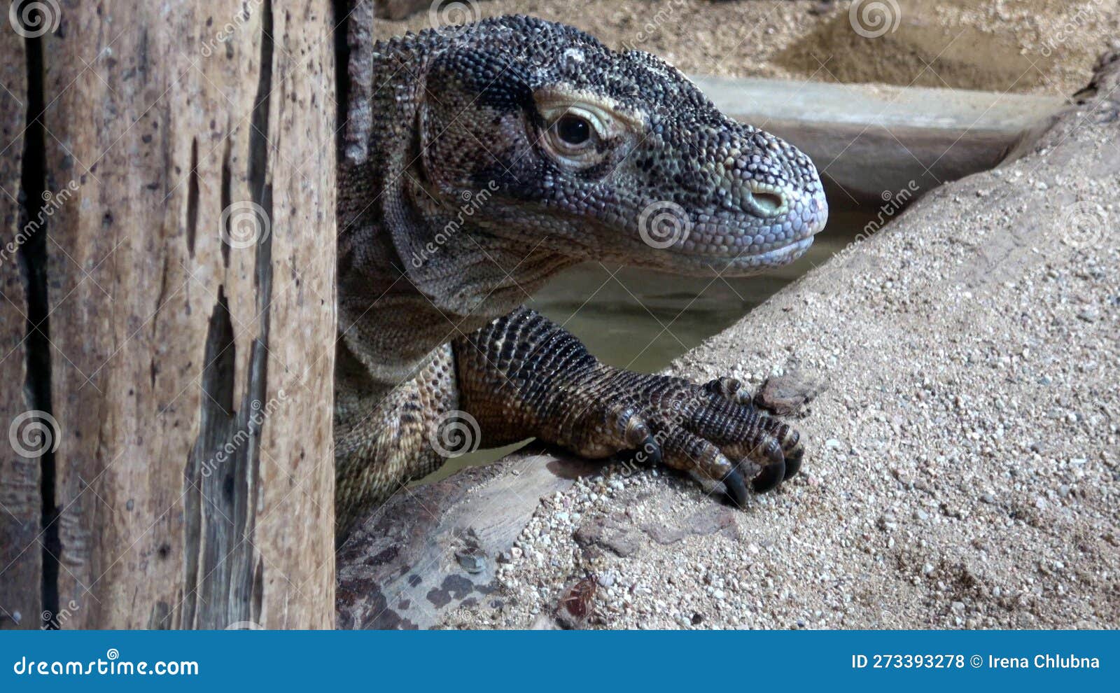 Venomous Beaded Lizard. Heloderma Horridum Stock Photo - Image of ...