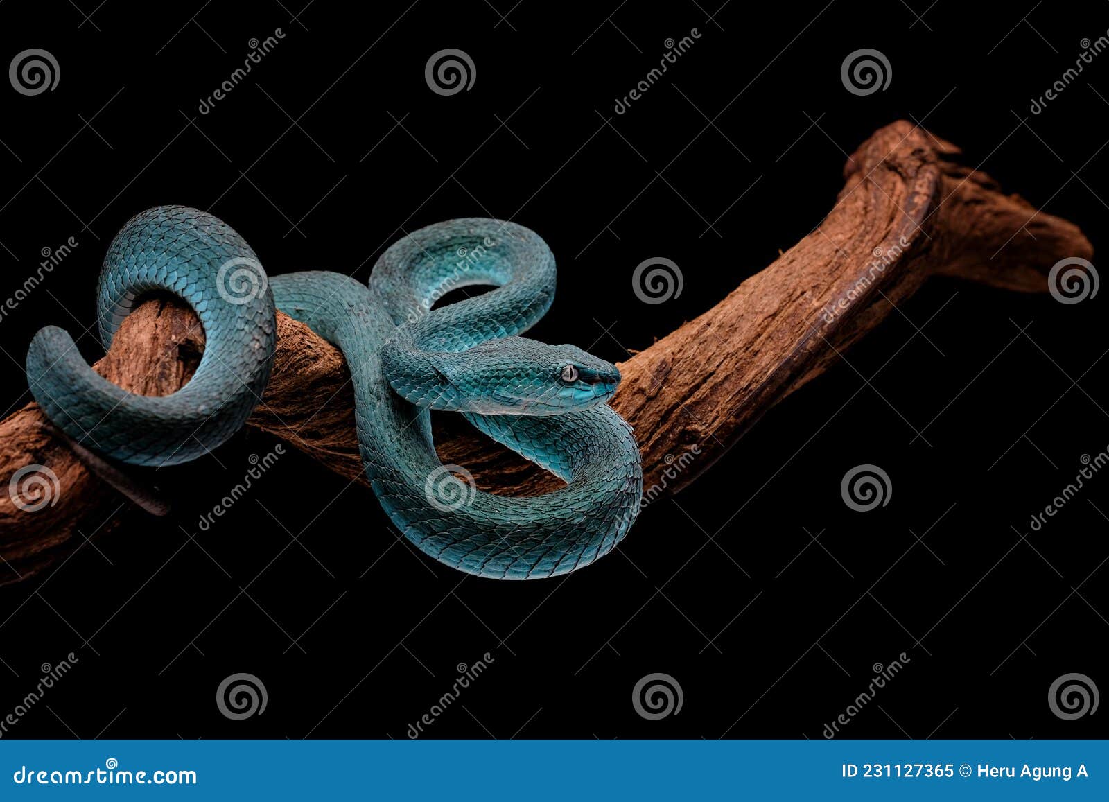 A Venomous Blue Viper is Perching on a Tree Branch in the Forest Stock ...