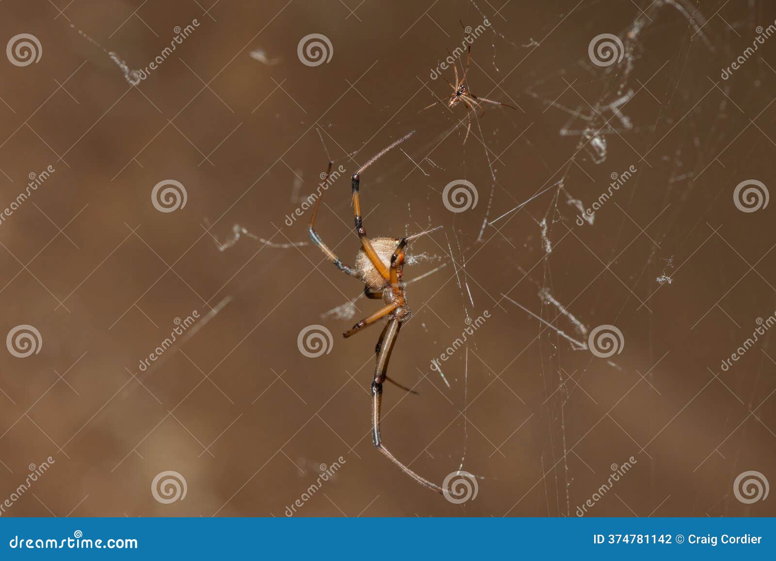 Latrodectus Geometricus, Commonly Known As The Brown Widow, Brown ...